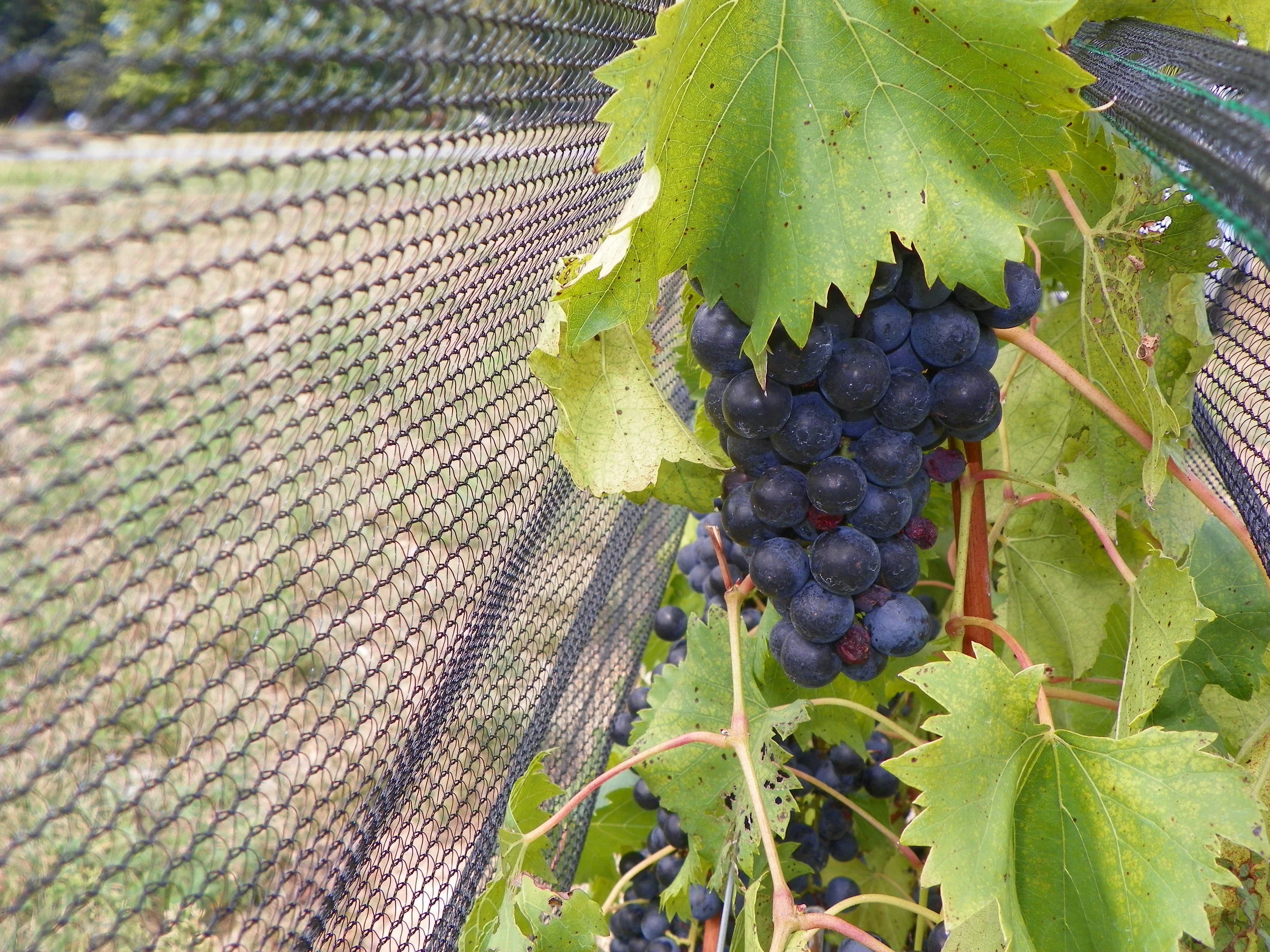 Cedar Rose Vineyards