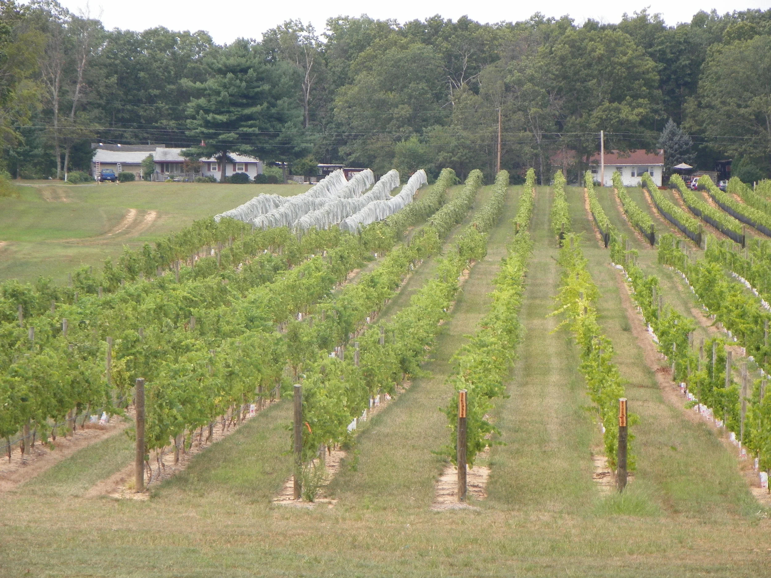 Cedar Rose Vineyards
