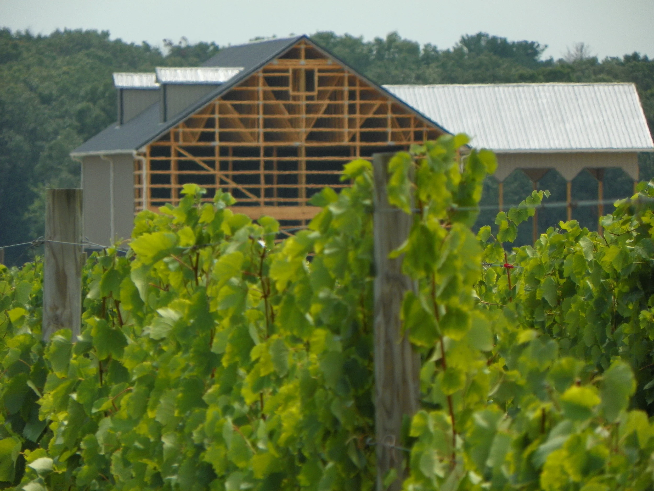 Cedar Rose Vineyards - Media Gallery