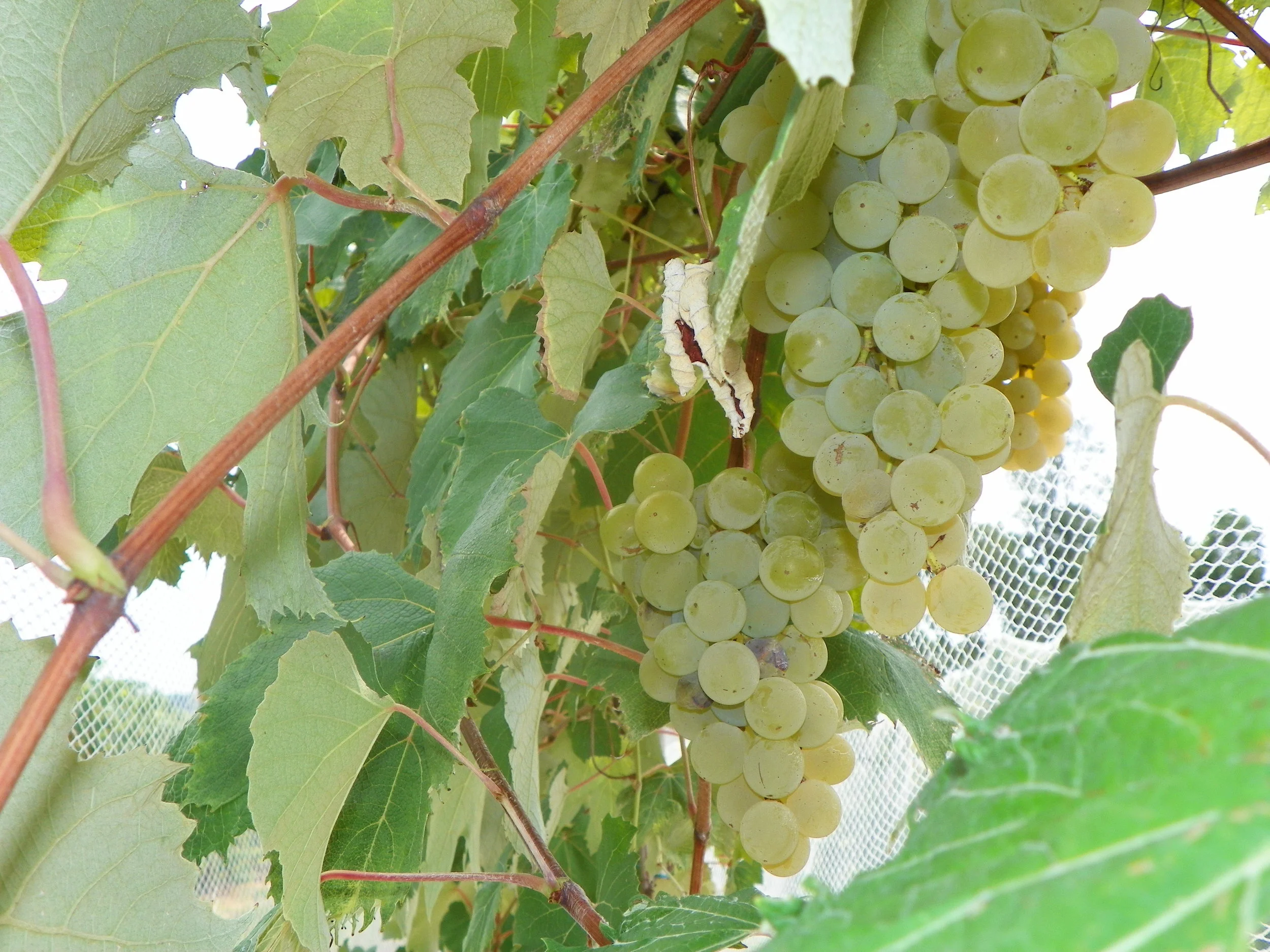 Cedar Rose Vineyards - Media Gallery