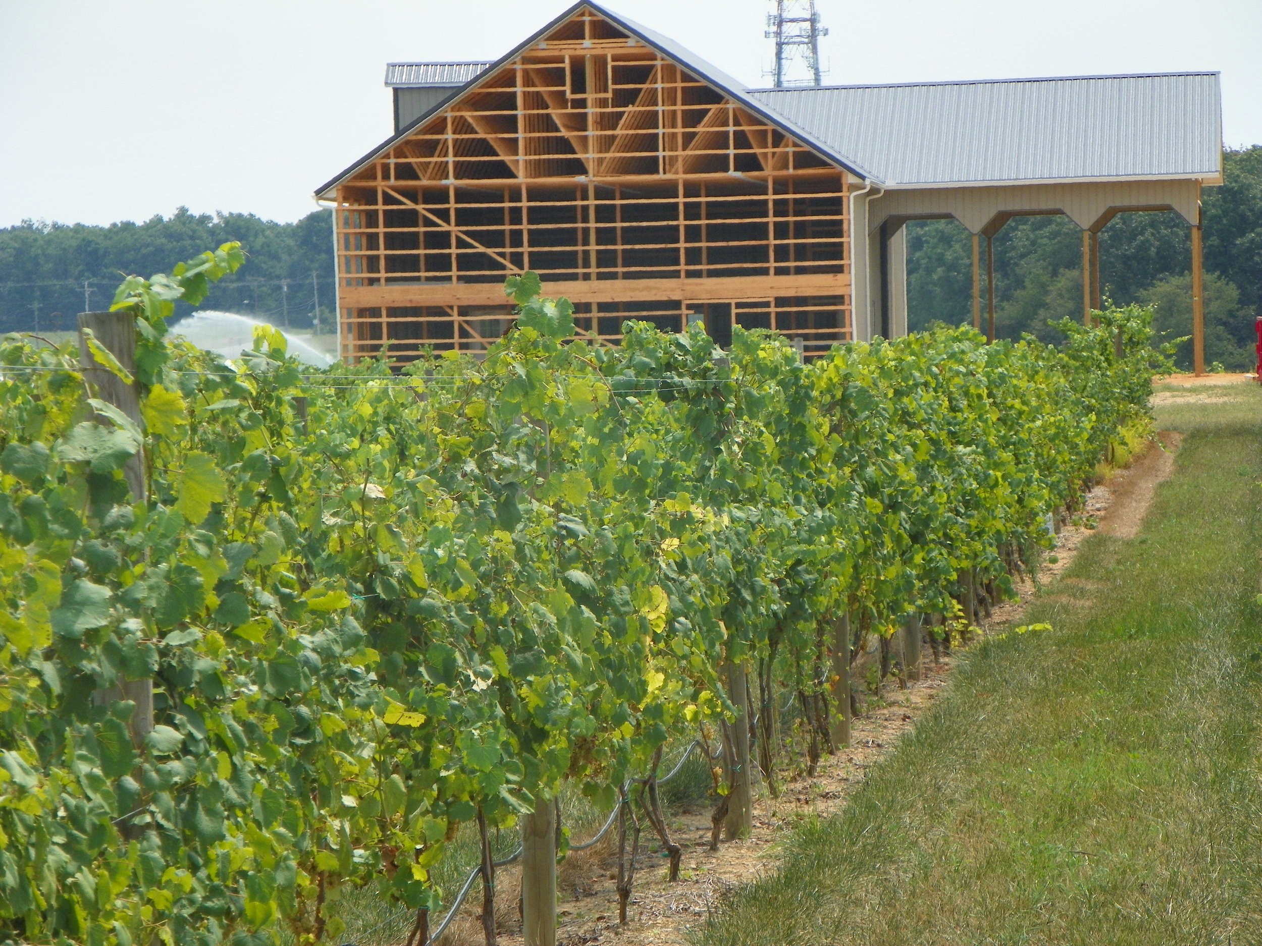 Cedar Rose Vineyards - Media Gallery