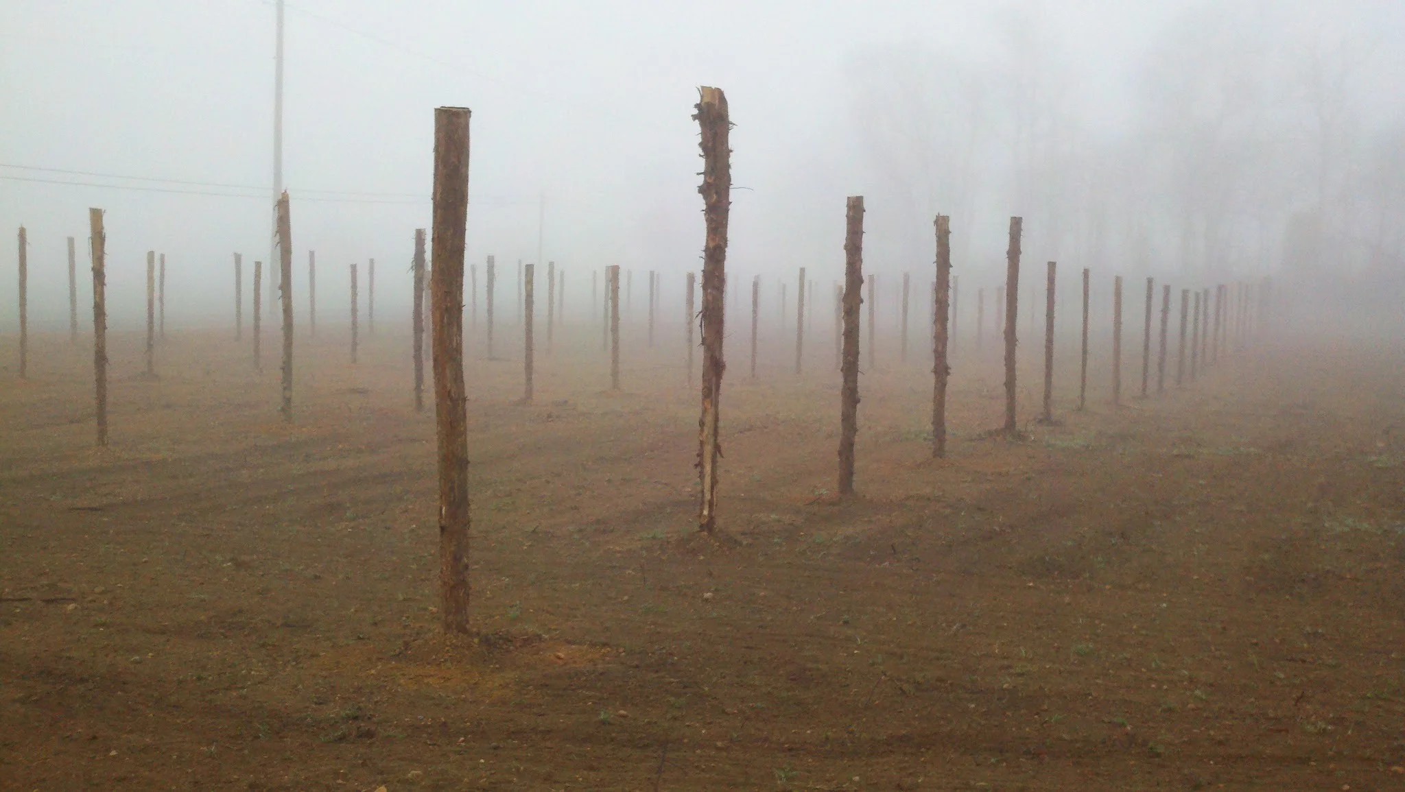 Cedar Rose Vineyards