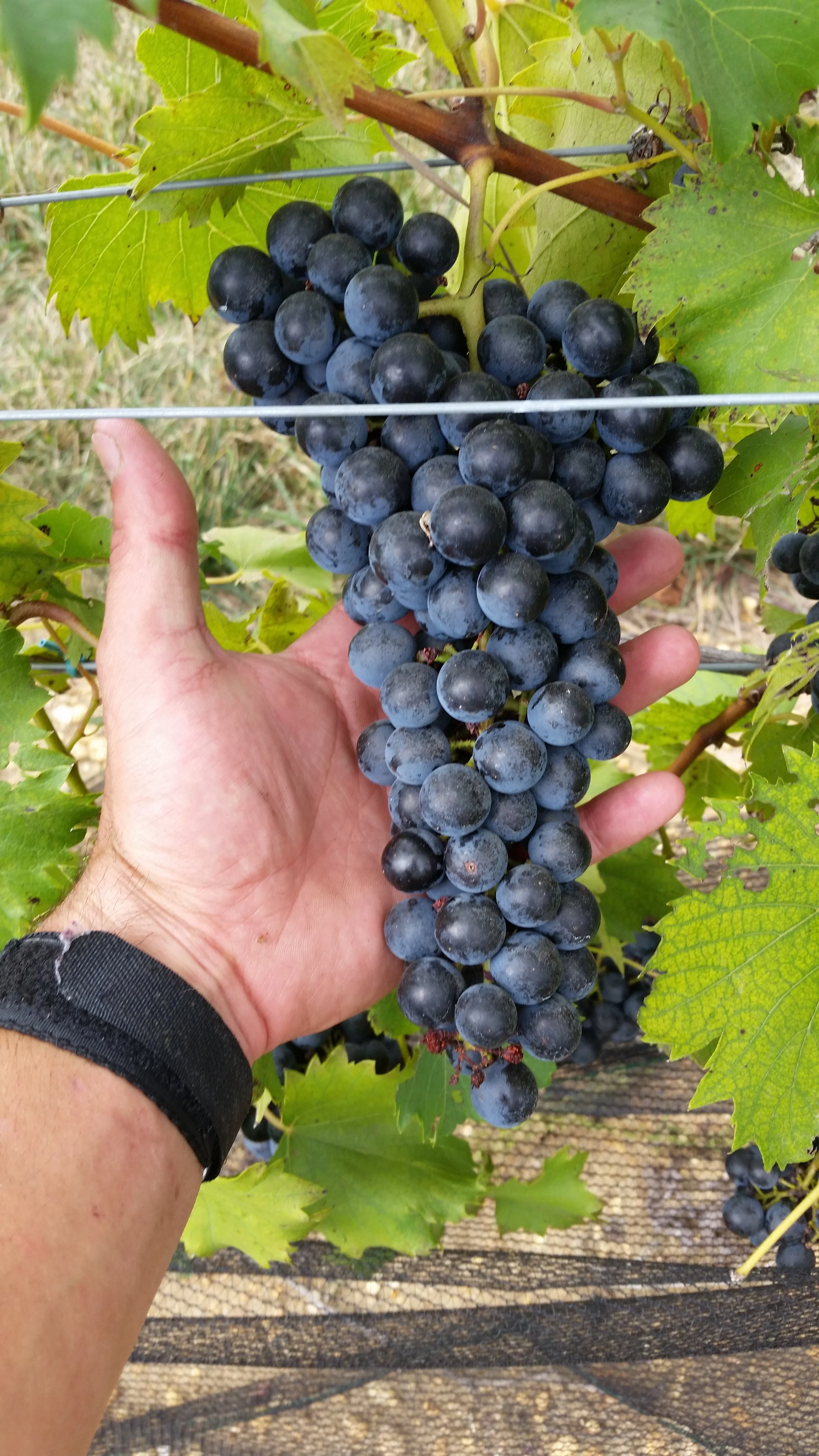 Cedar Rose Vineyards