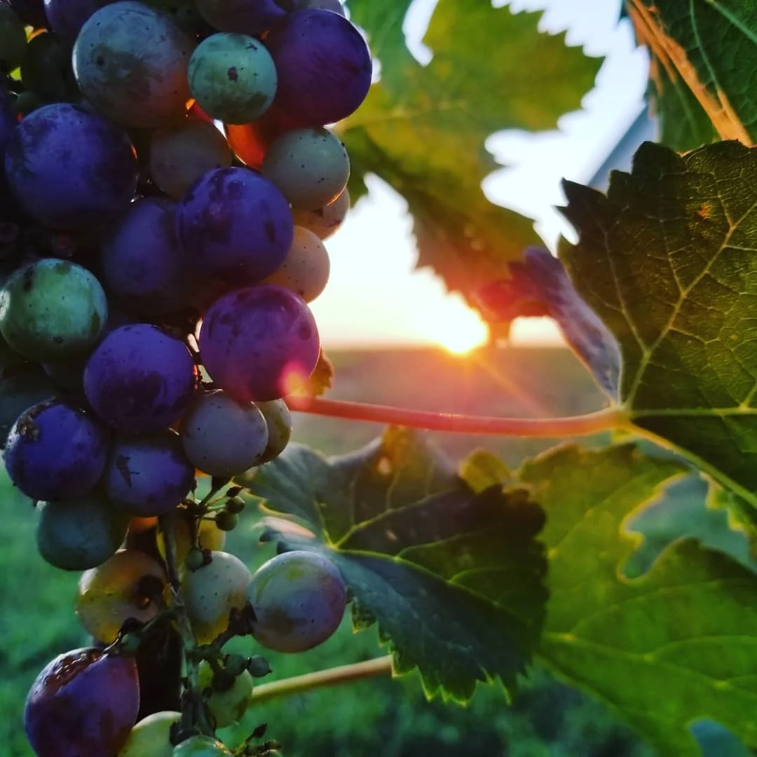 Cedar Rose Vineyards