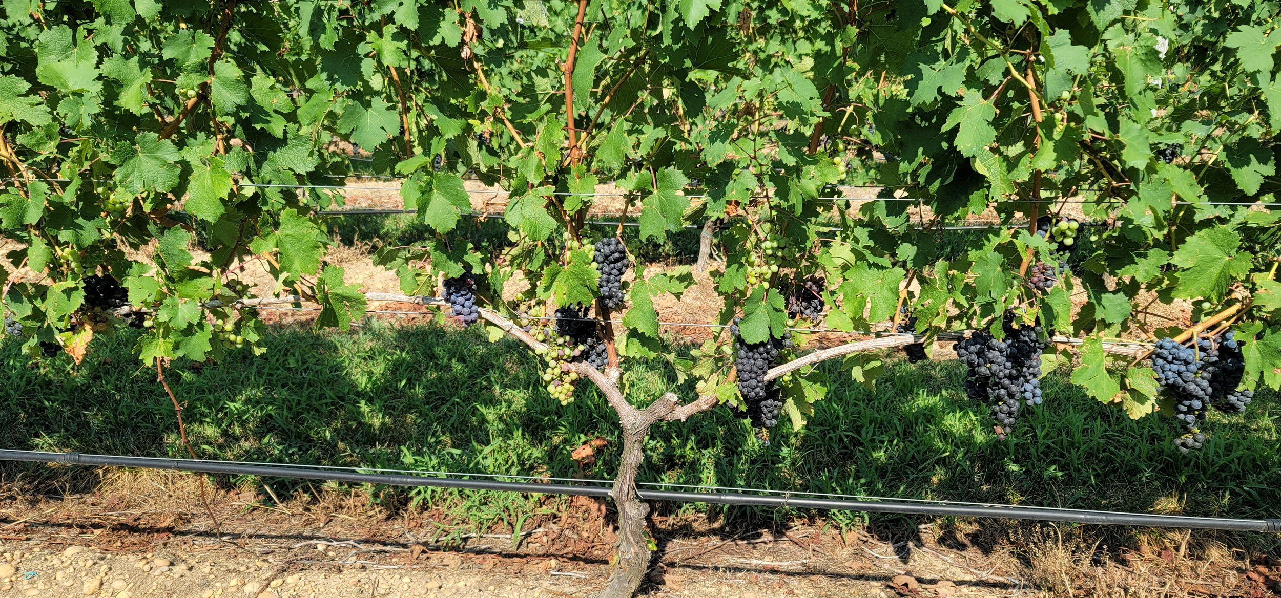 Cedar Rose Vineyards - Media Gallery