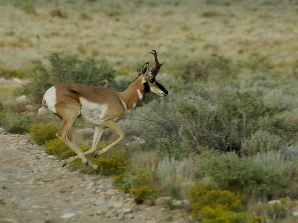 Scenic Lakes Driving Tour — Arizona Watchable Wildlife Experience