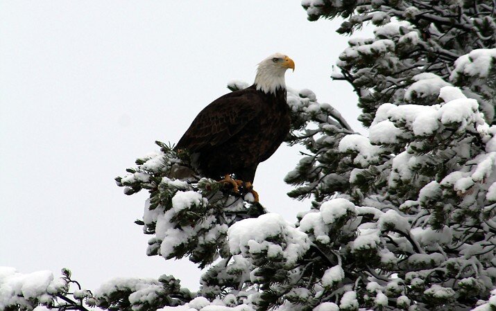 Bald Eagle Taiga Biome