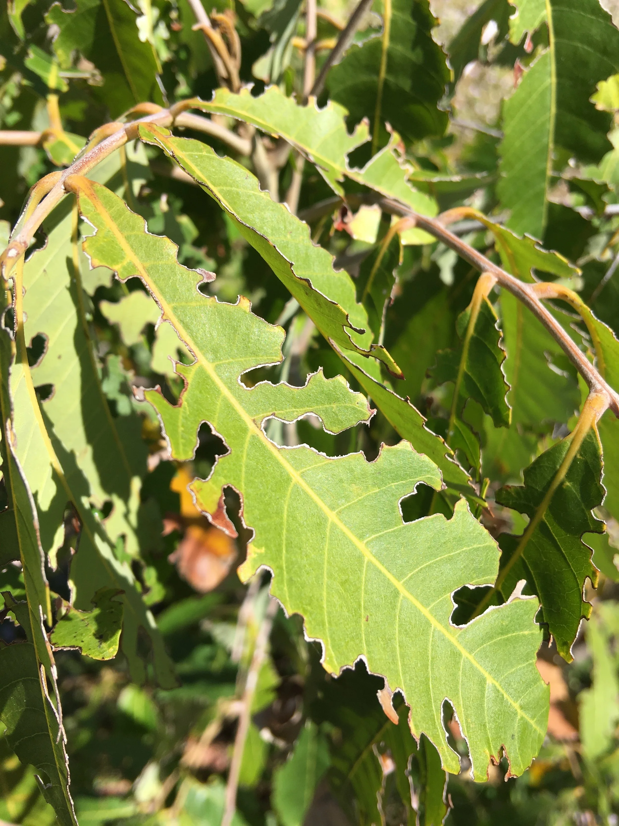 Plant Care — The Mango Place