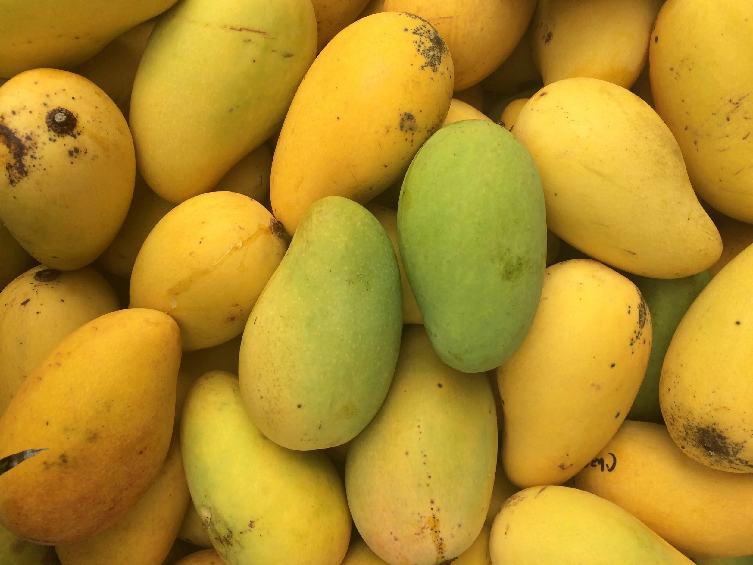 Mangos — The Mango Place