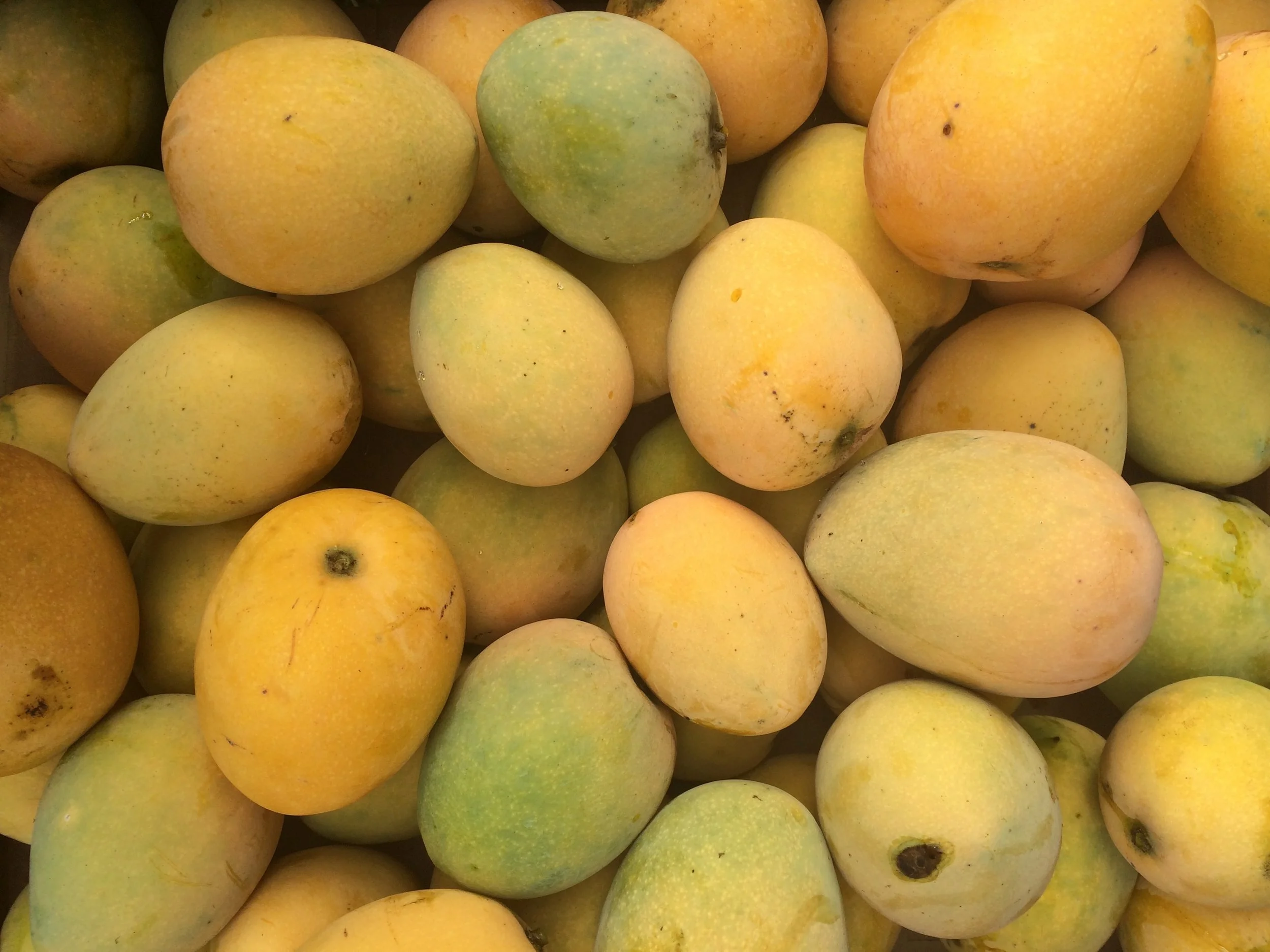 Mangos — The Mango Place
