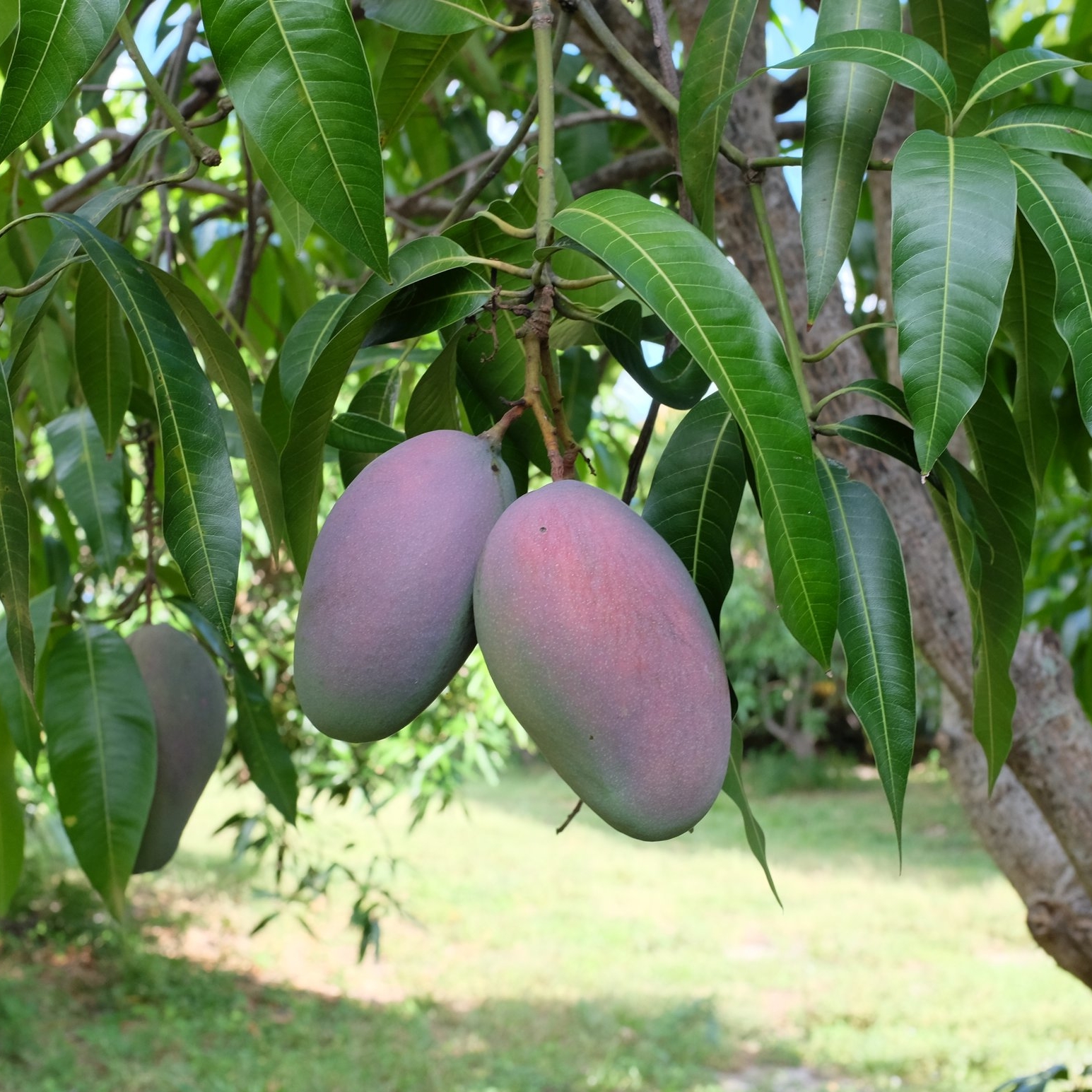 Mango — The Mango Place