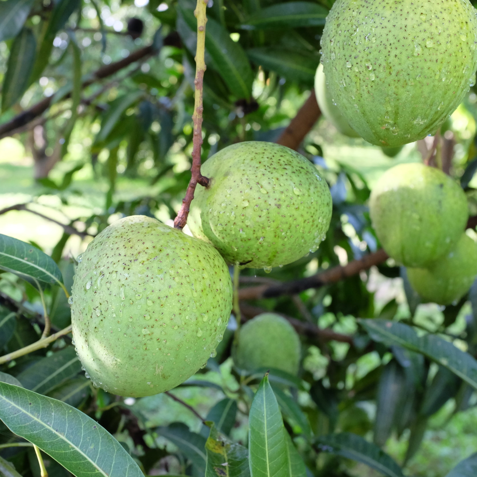 Mango — The Mango Place