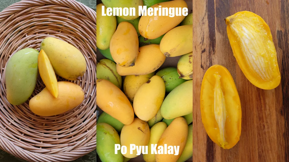 Scions of the Day for November 3 — The Mango Place