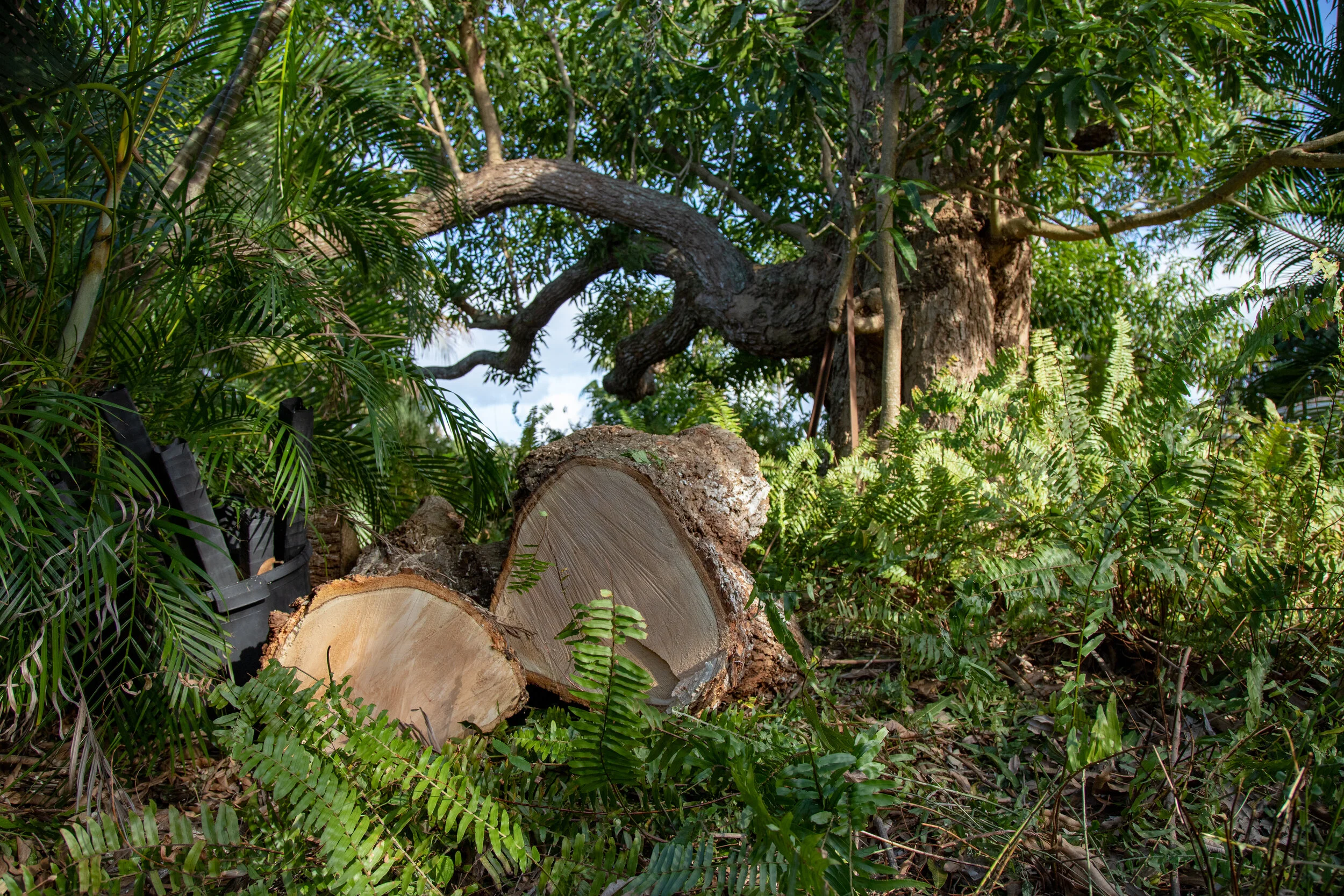 Great Wood for Woodturners!! — The Mango Place