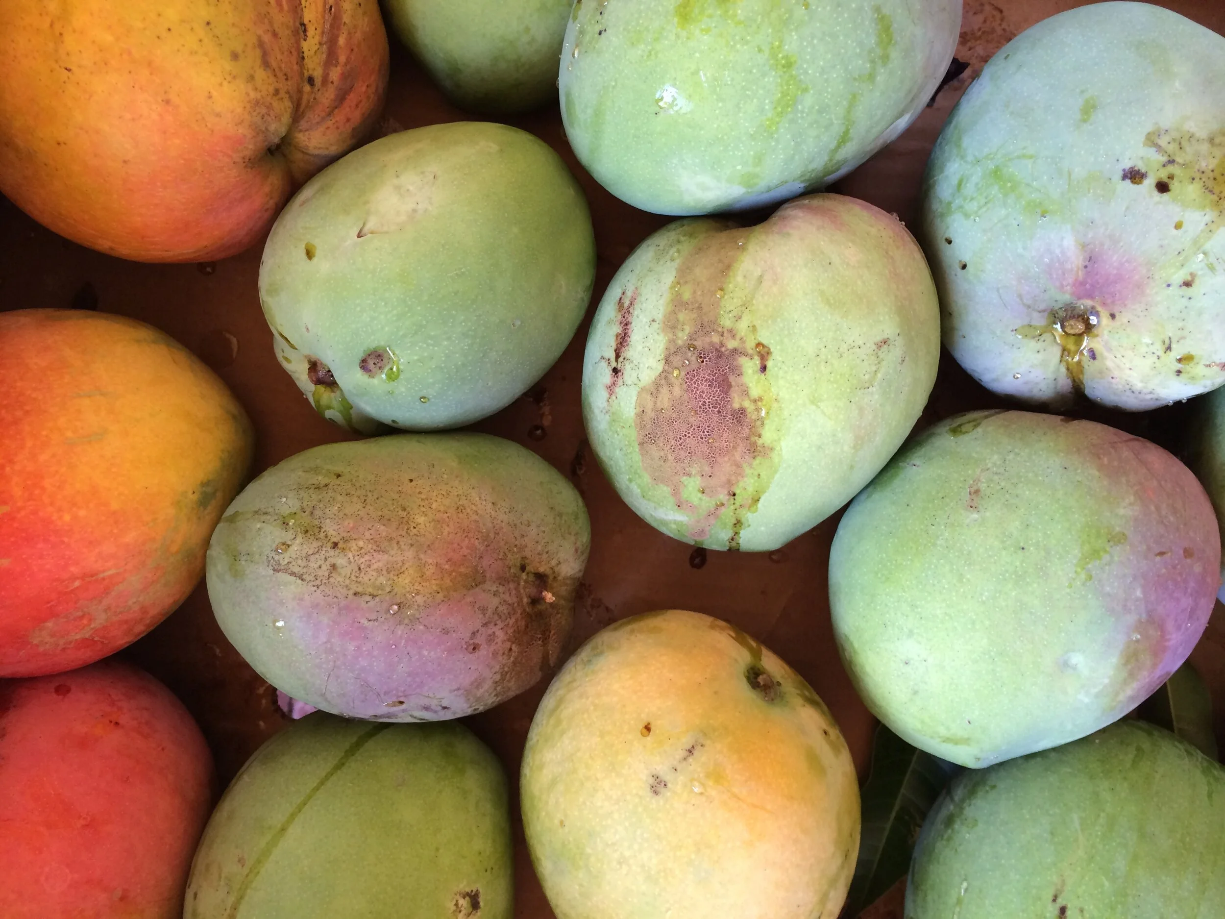 Shop — The Mango Place