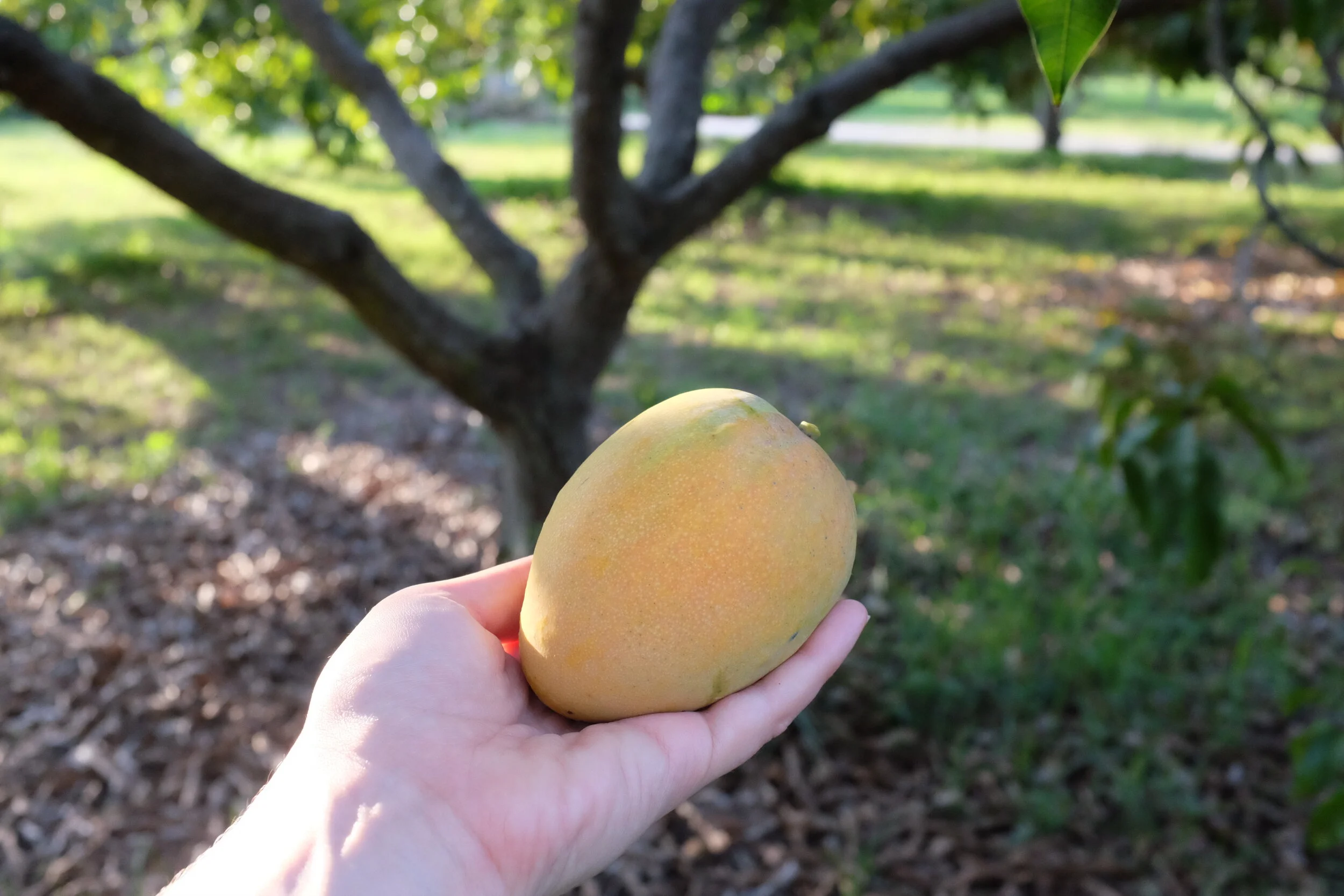 Shop — The Mango Place