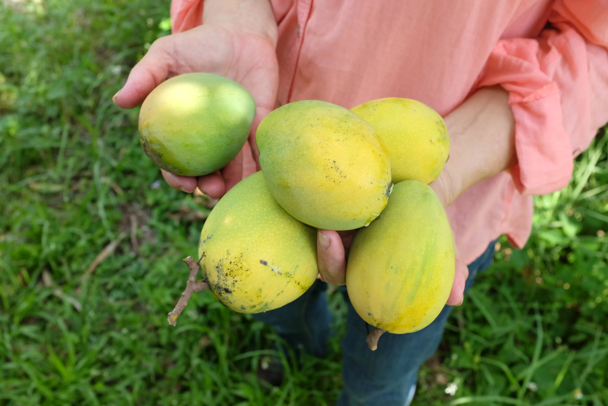 Shop — The Mango Place