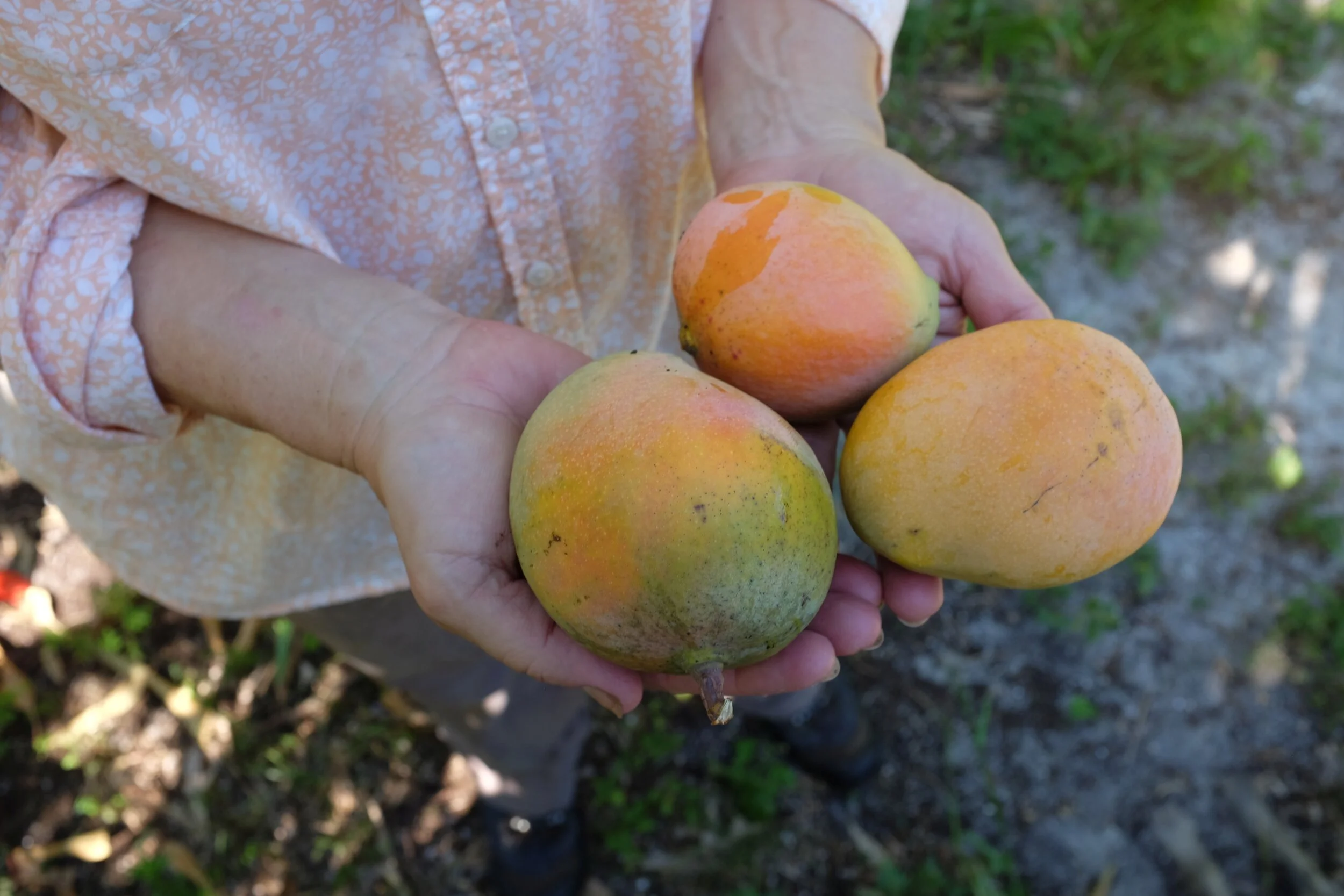 Shop — The Mango Place