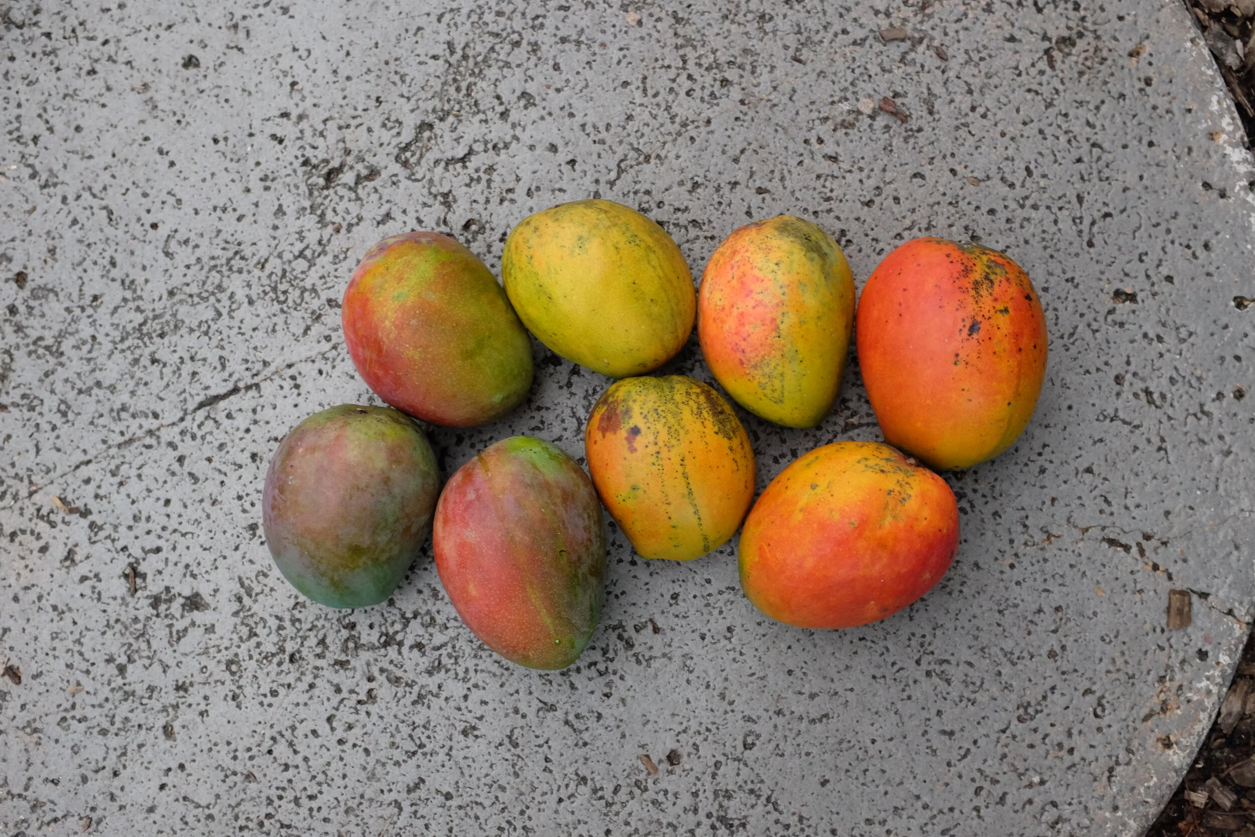 Shop — The Mango Place