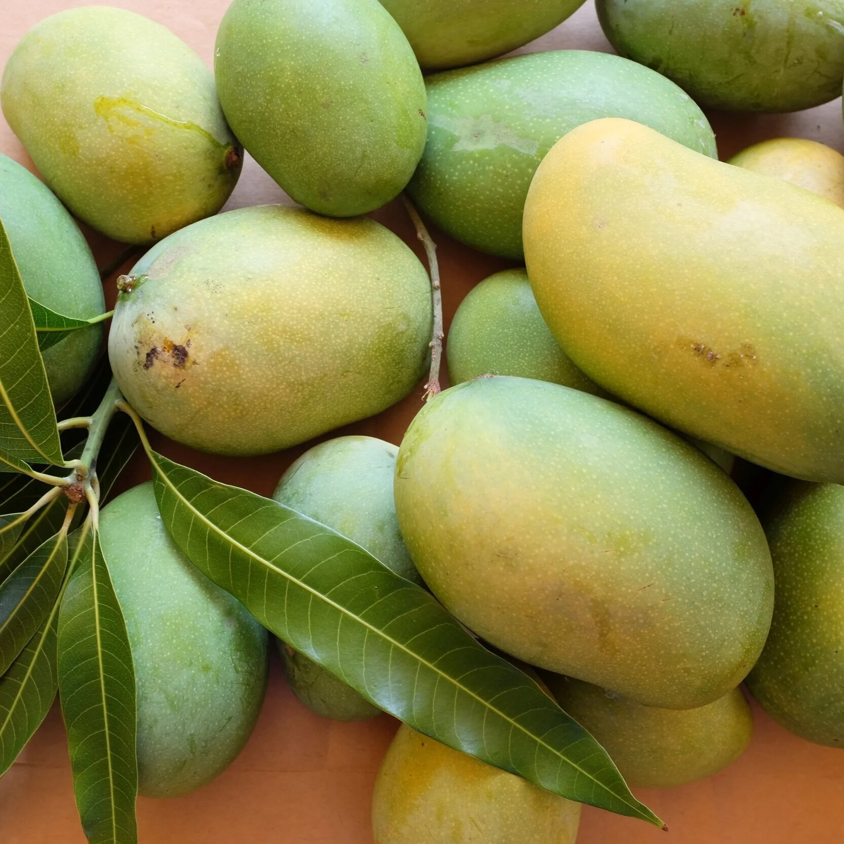 Shop — The Mango Place