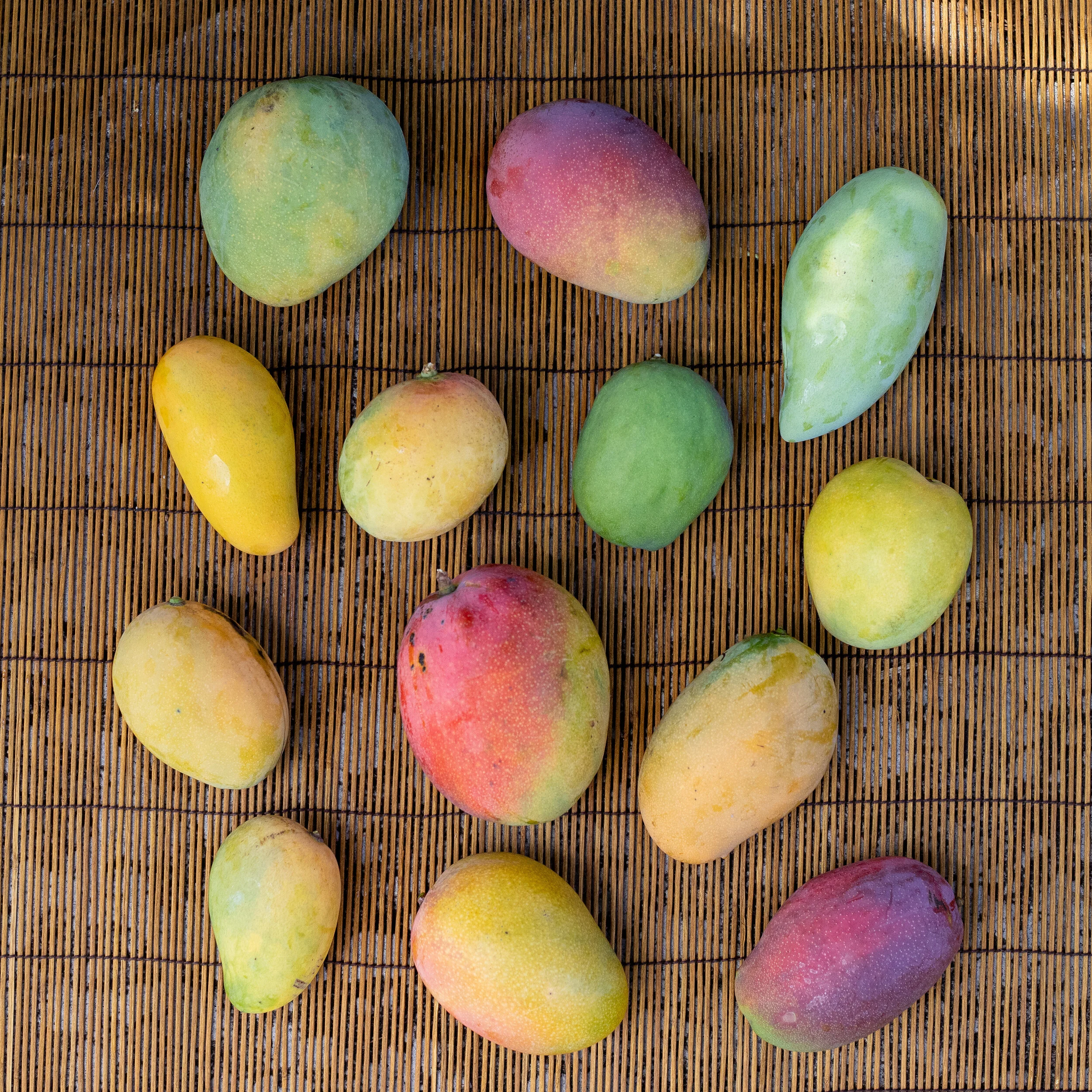 Shop — The Mango Place