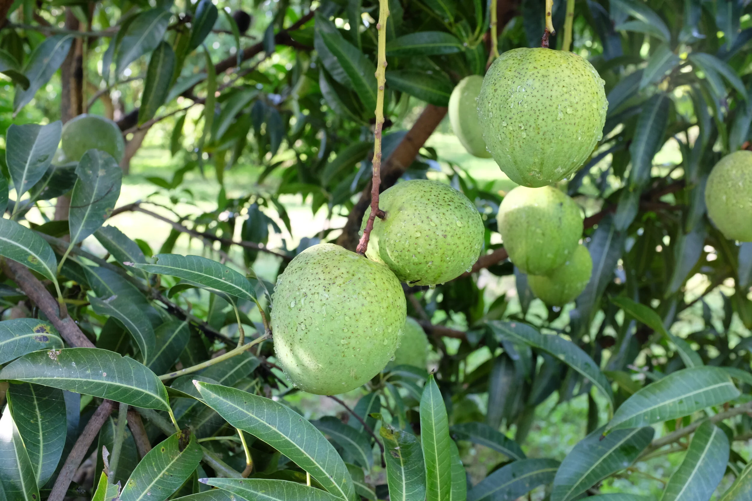 Shop — The Mango Place