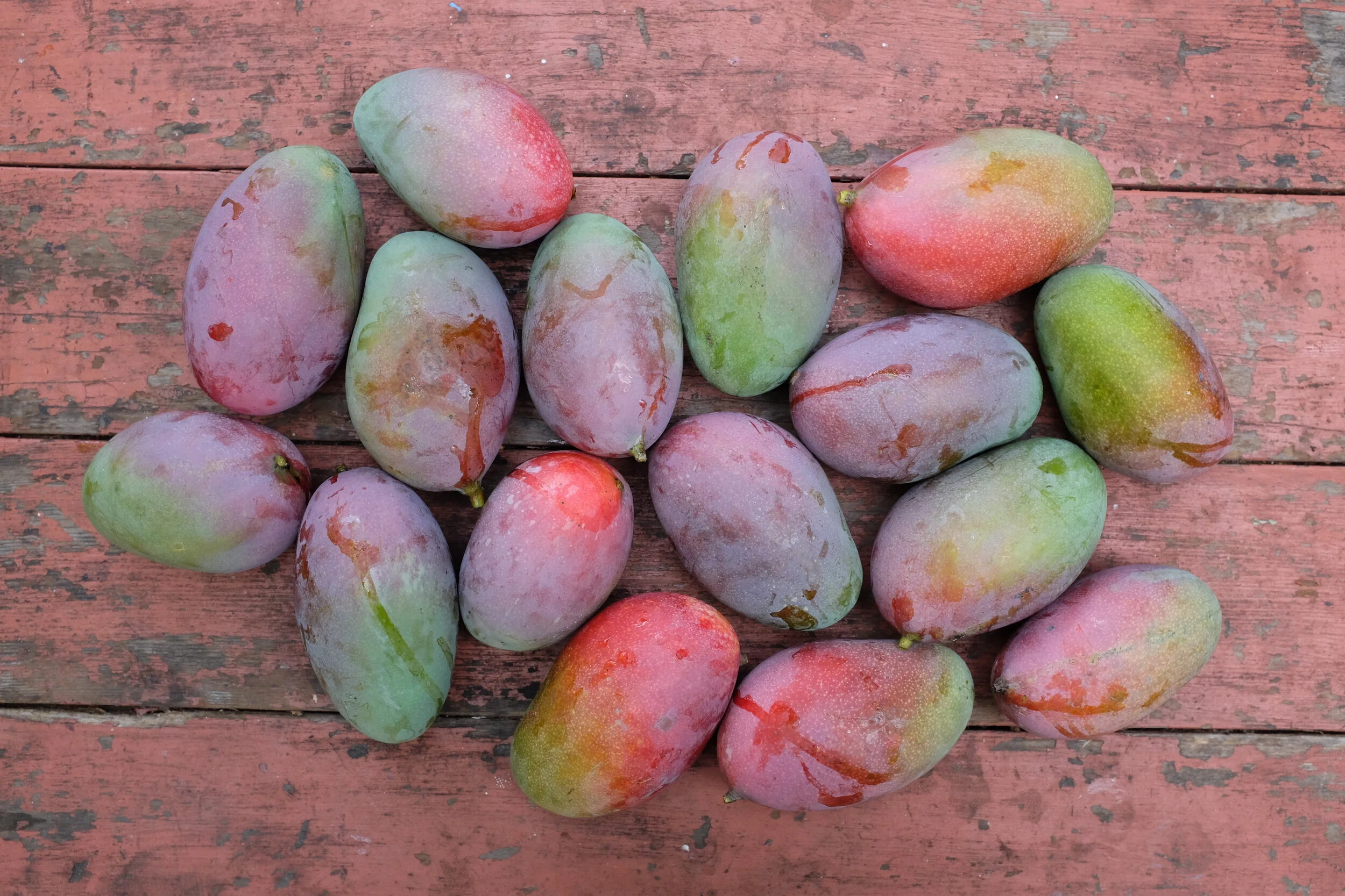 Shop — The Mango Place