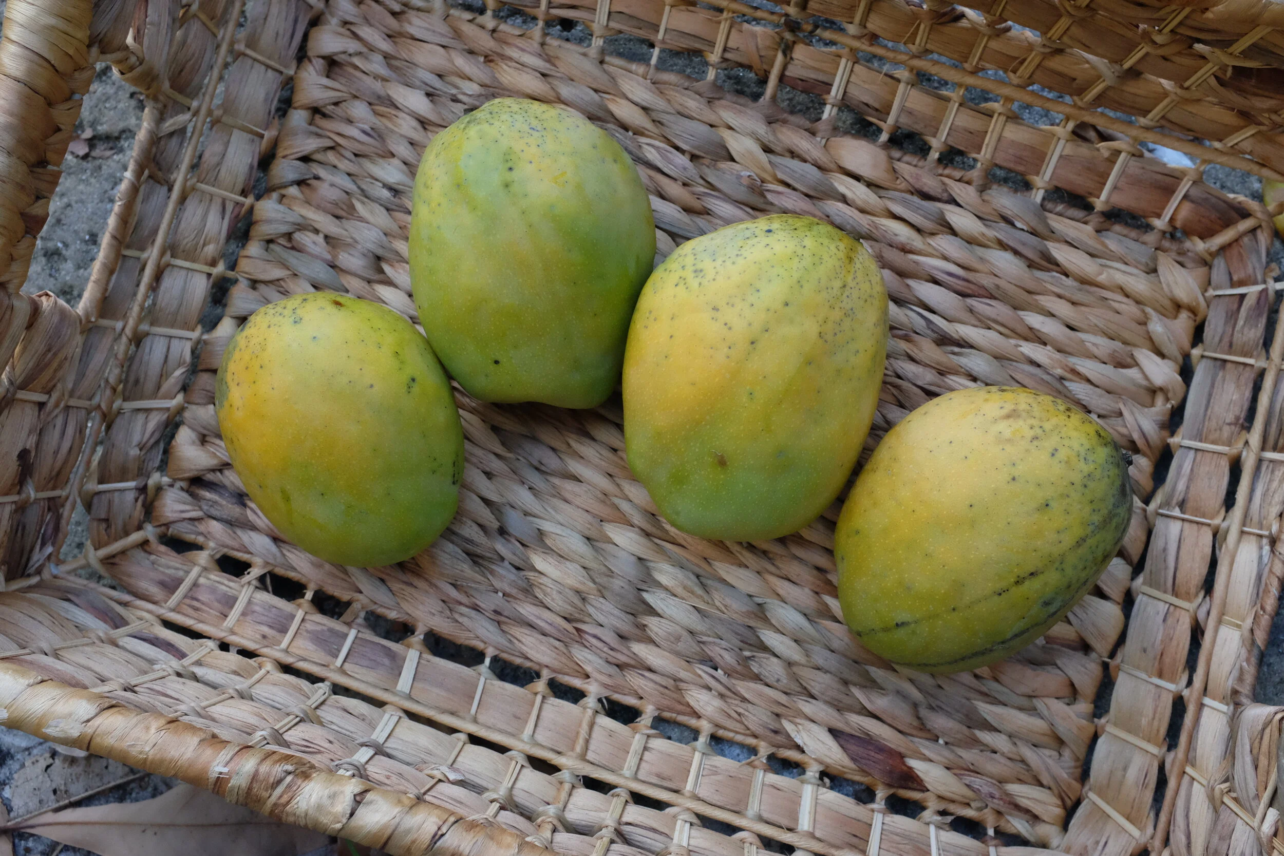 Shop — The Mango Place