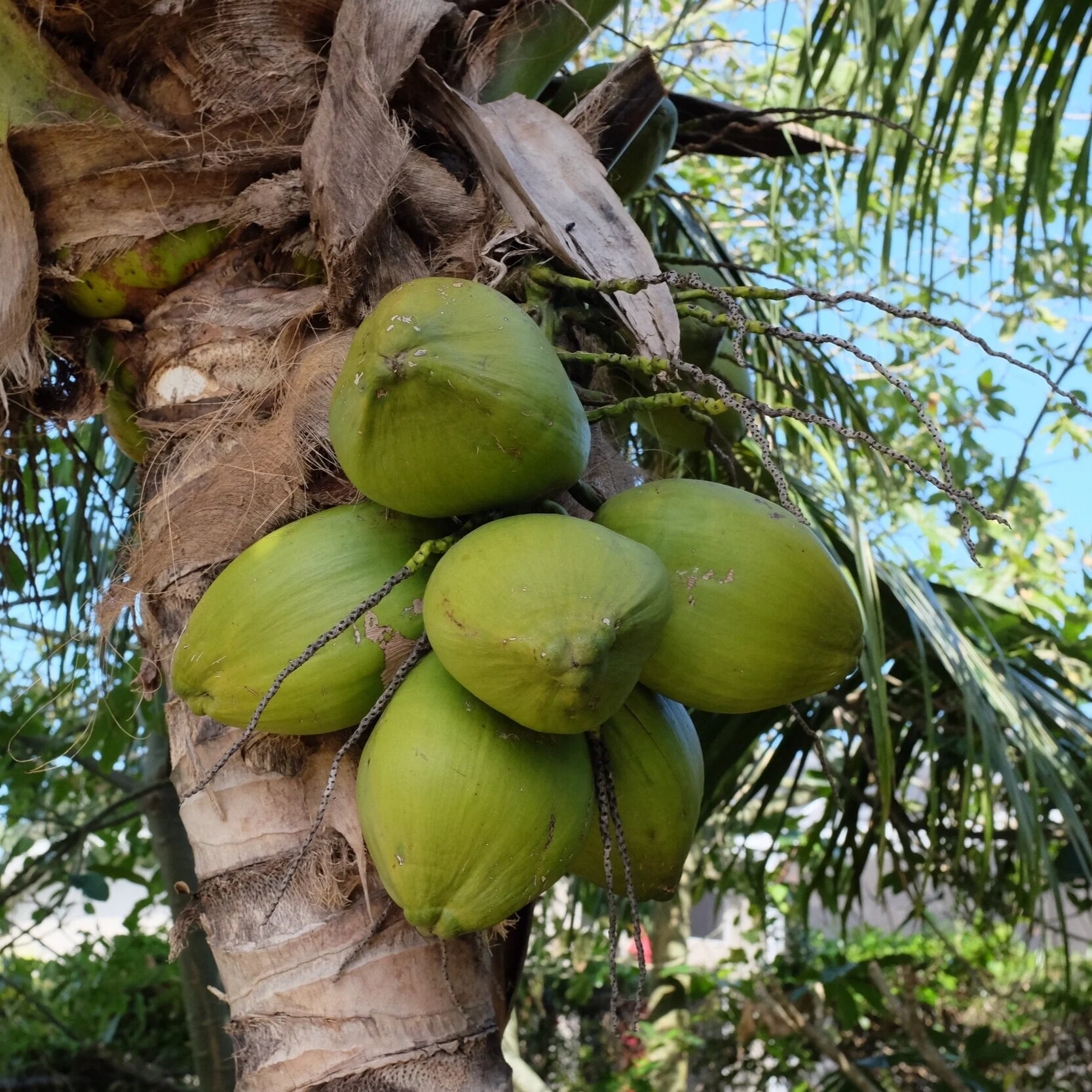 The Mango Place
