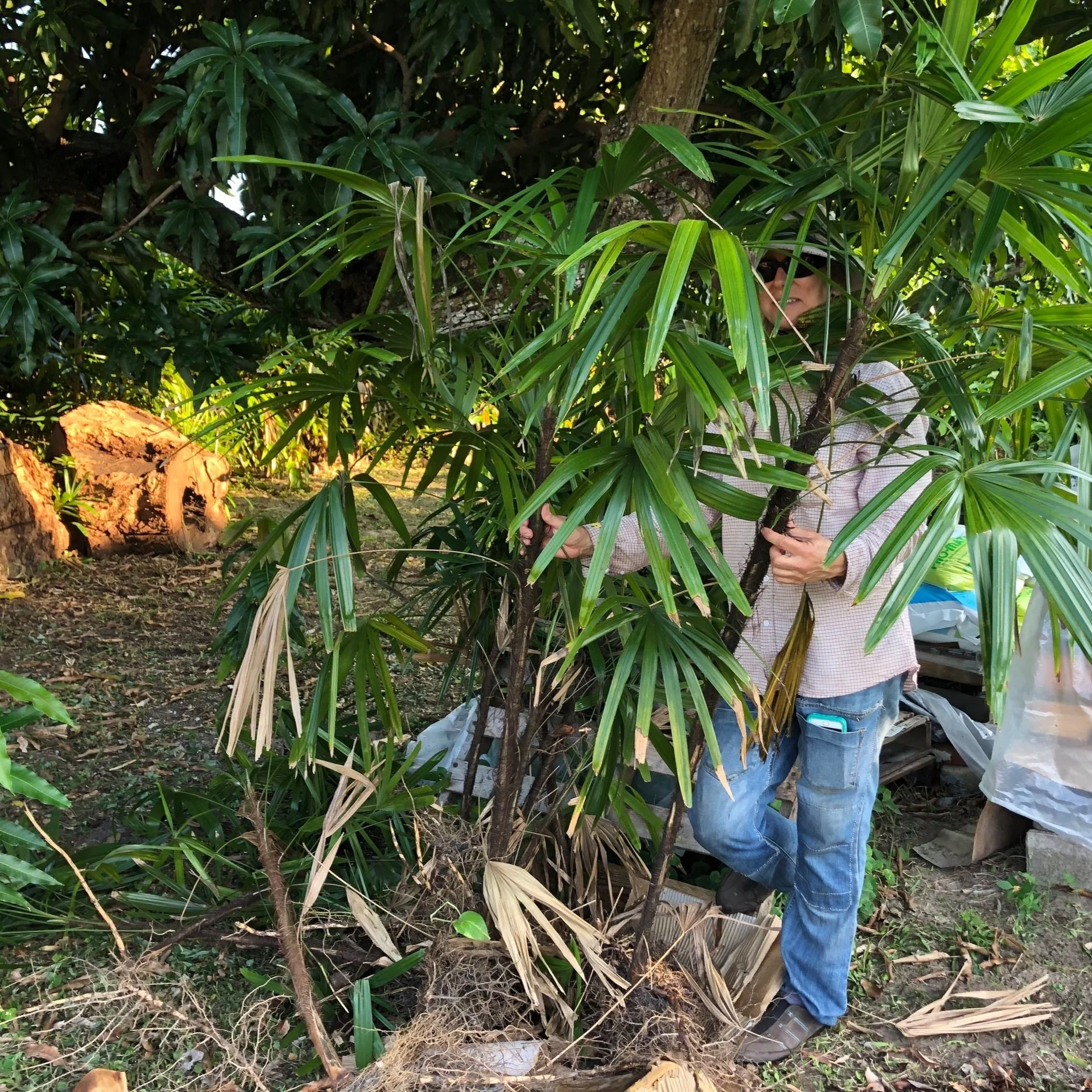 The Mango Place