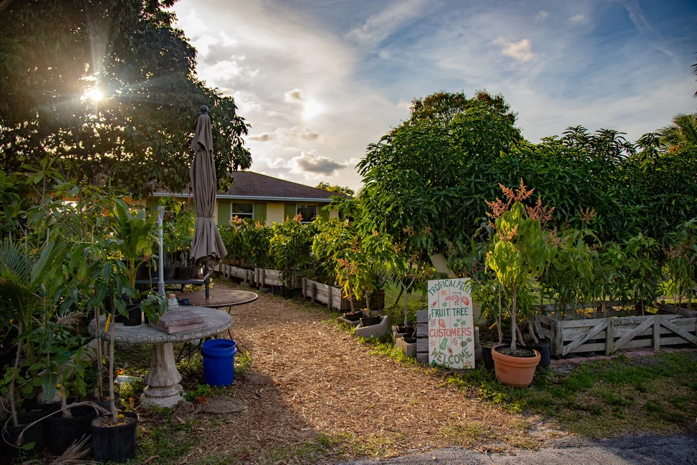 About — The Mango Place