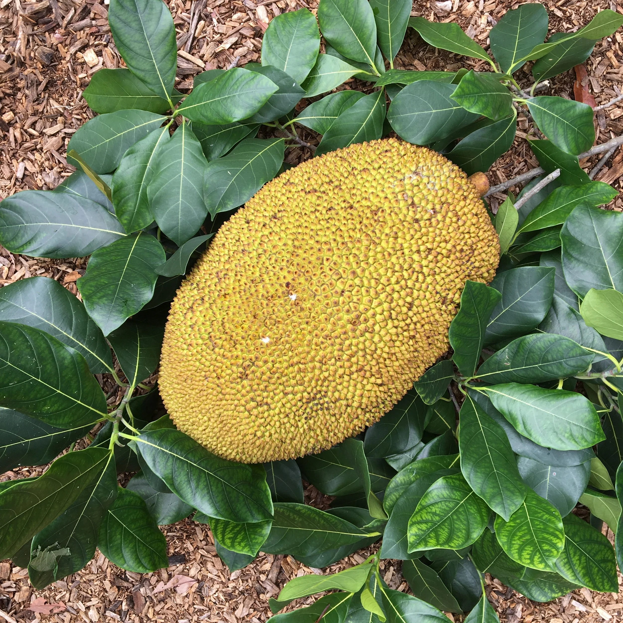 Shop — The Mango Place