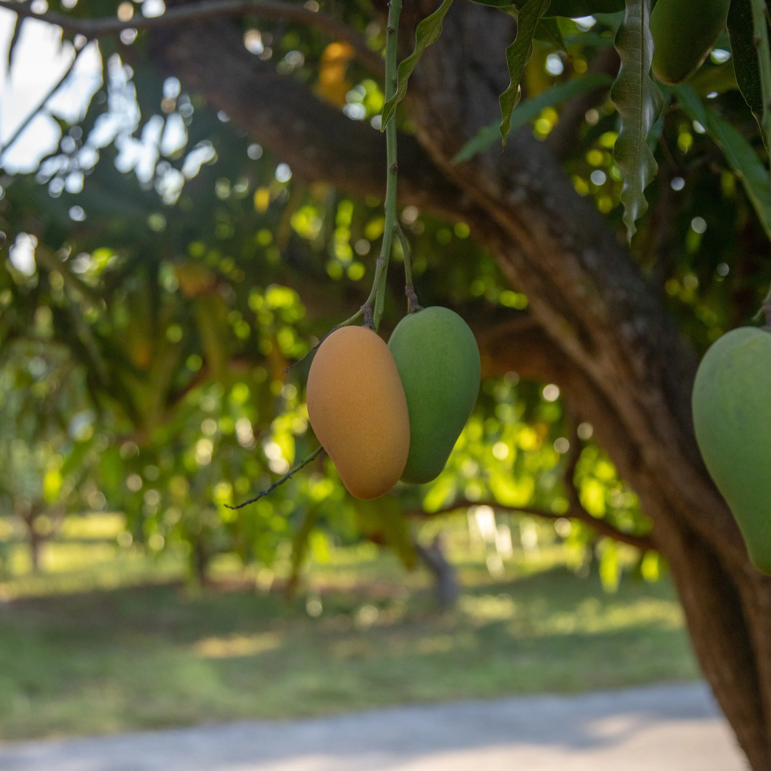 Shop — The Mango Place