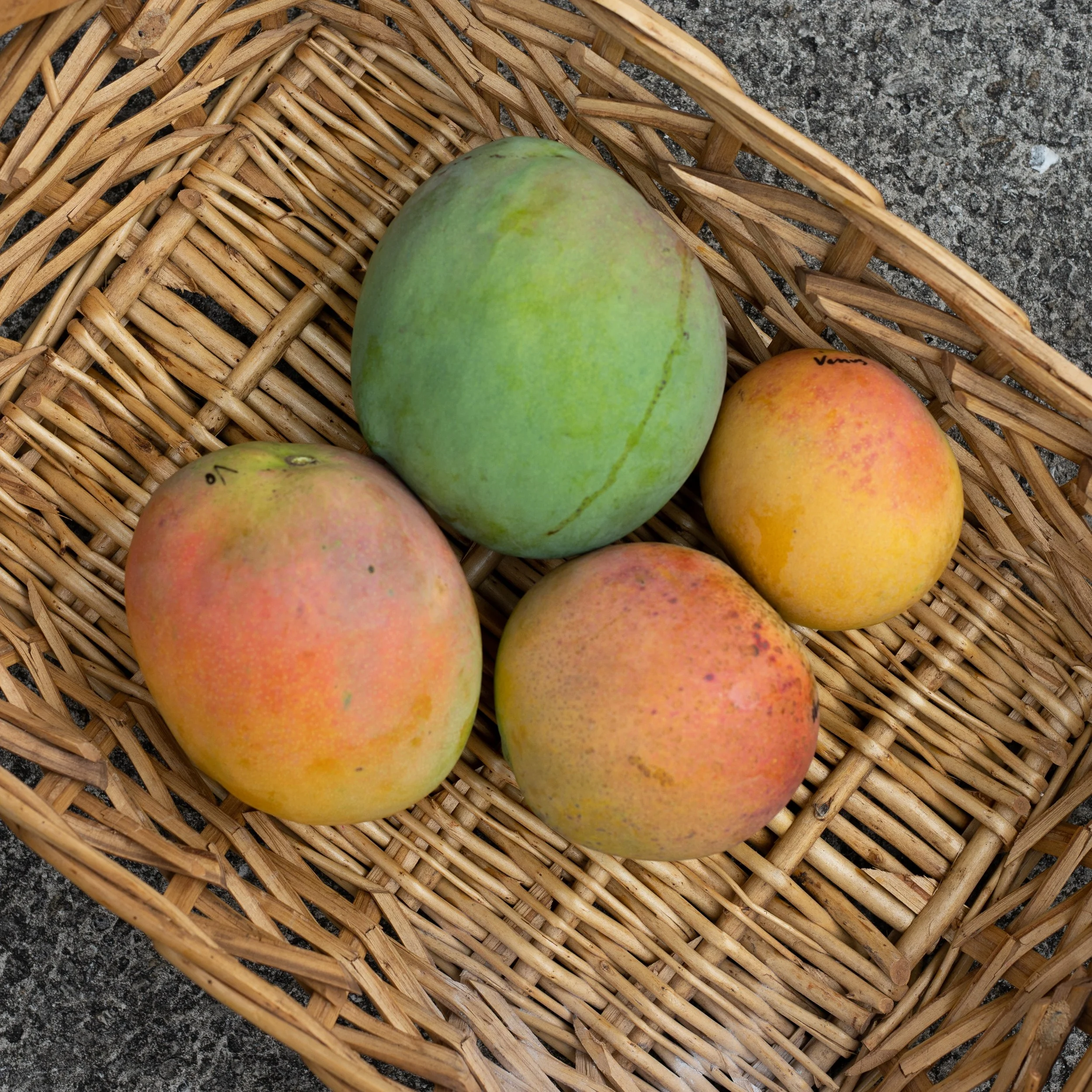 Shop — The Mango Place