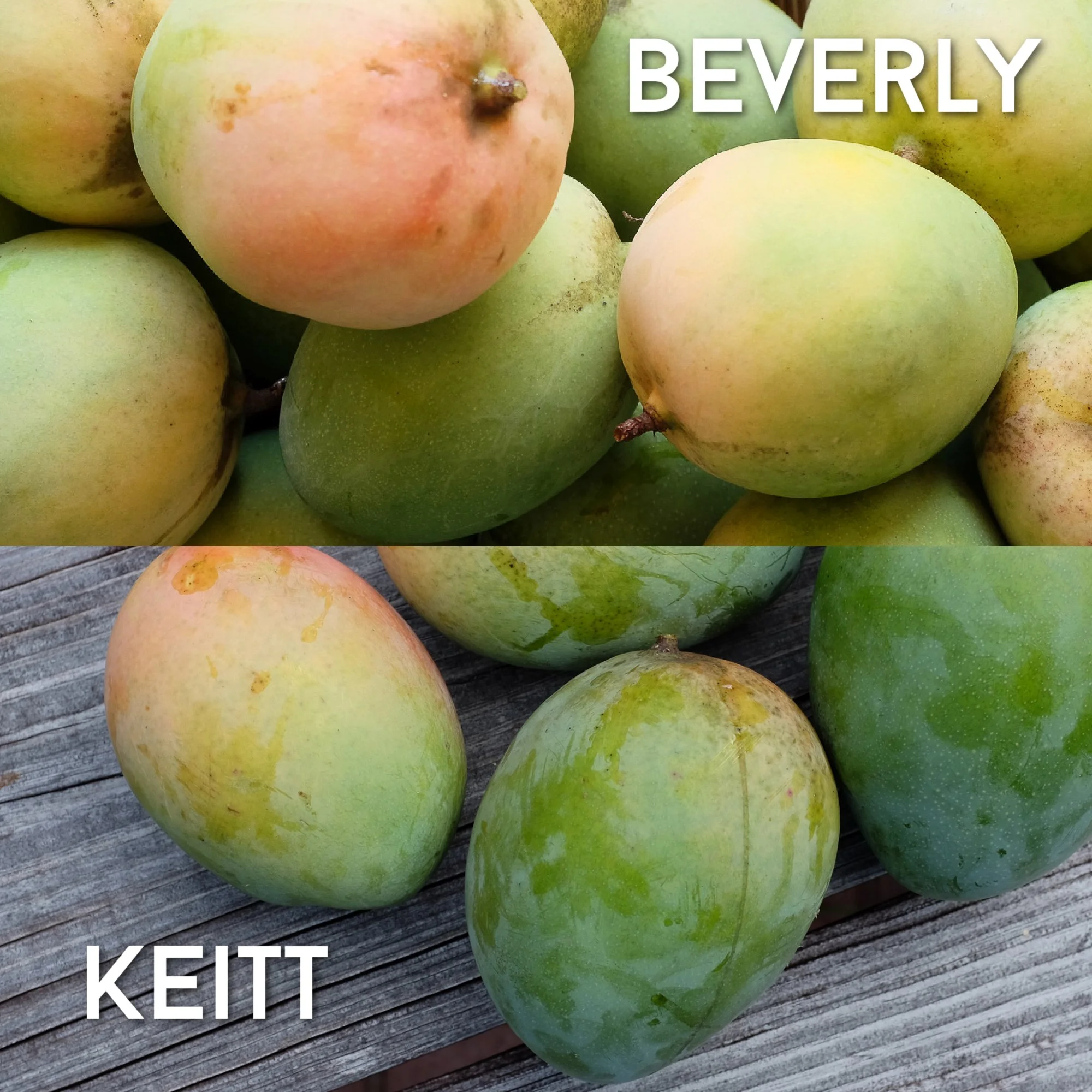 Shop — The Mango Place