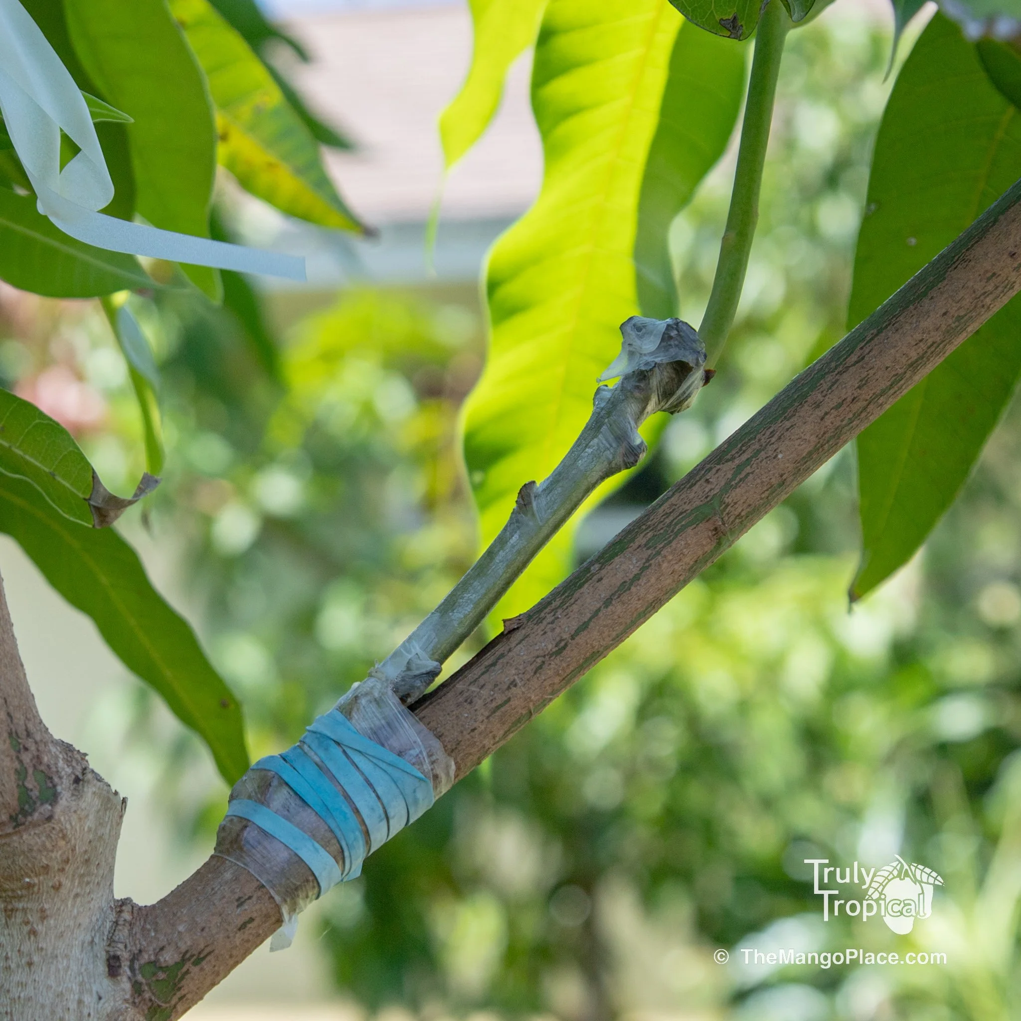 Shop — The Mango Place