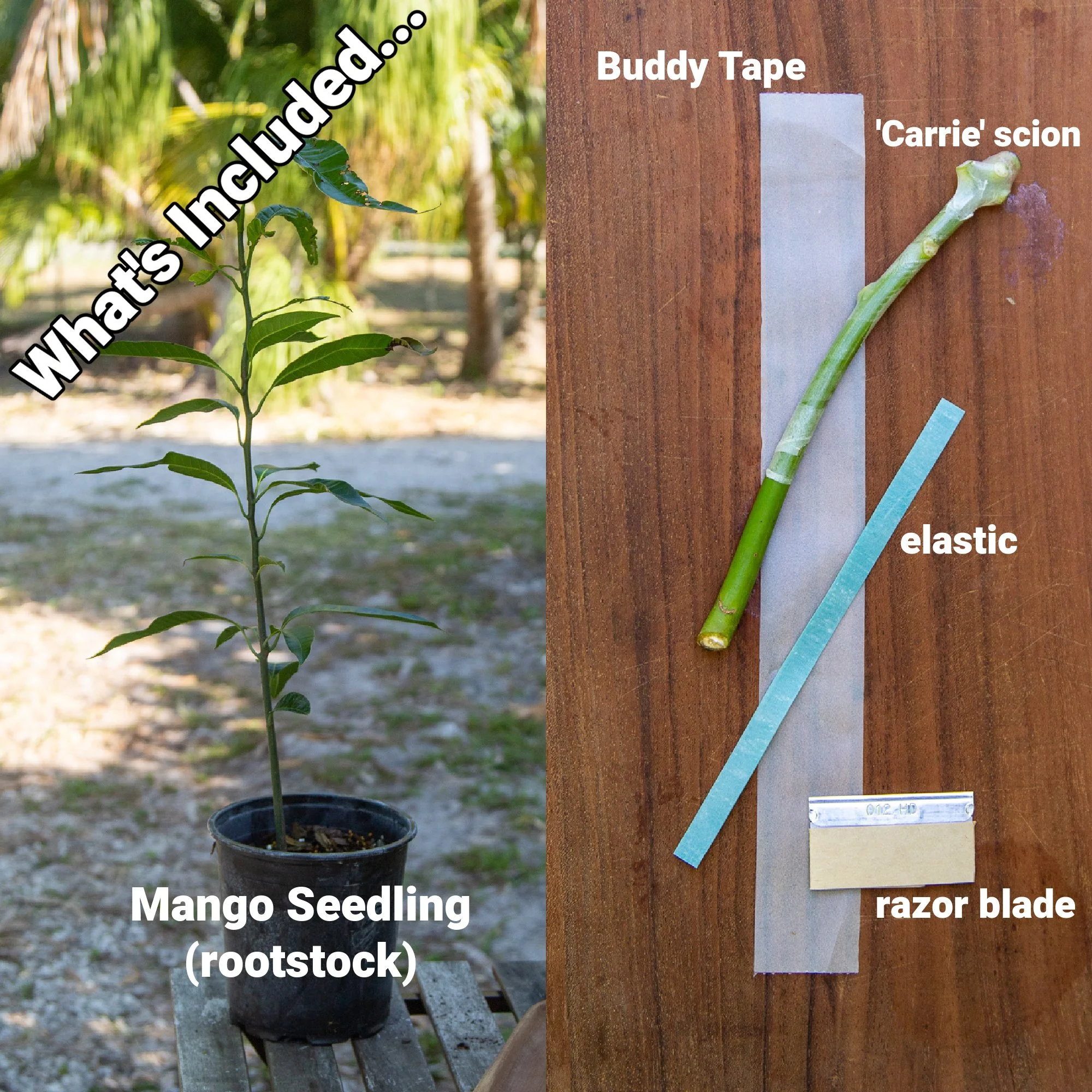 Shop — The Mango Place