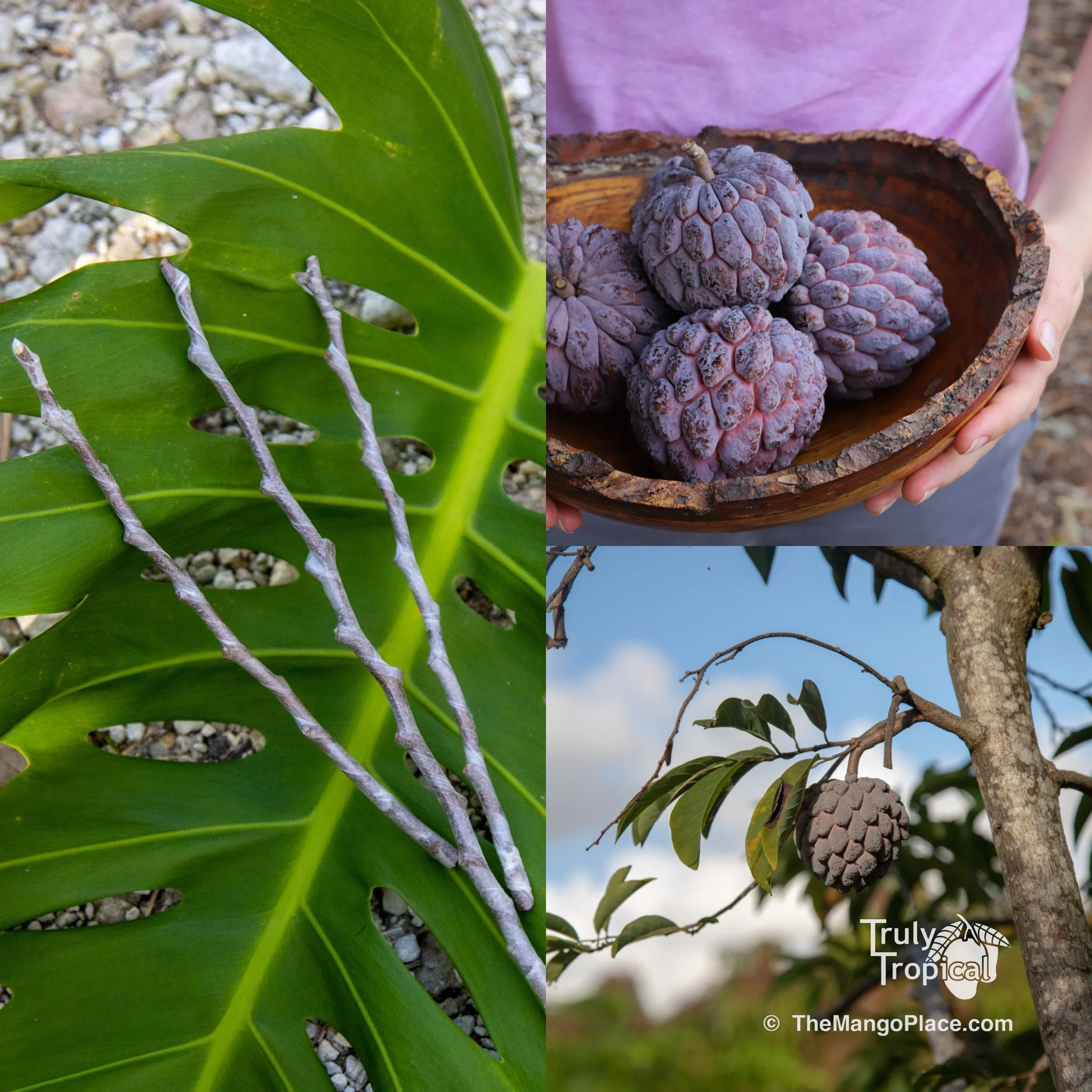 Shop — The Mango Place