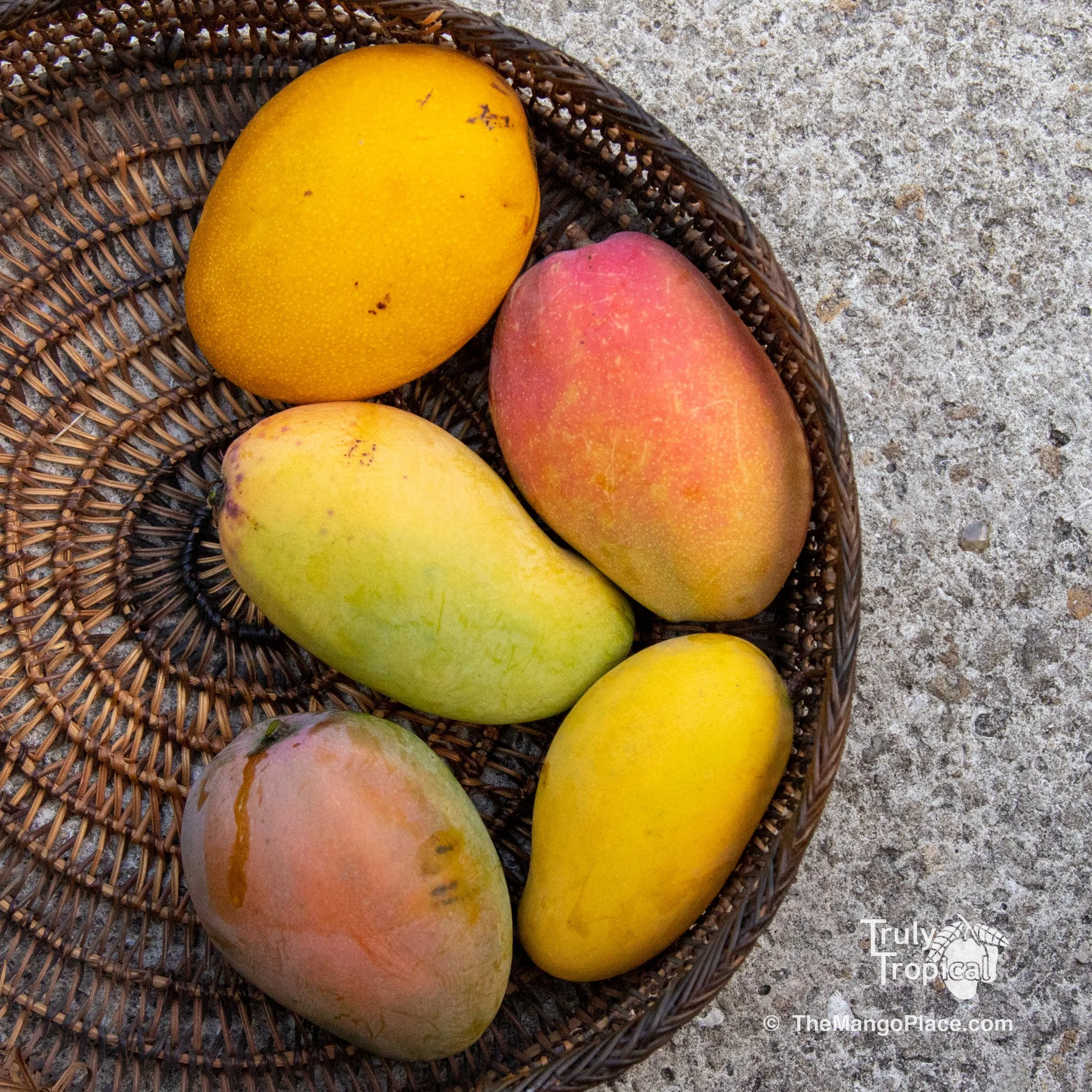 Shop — The Mango Place