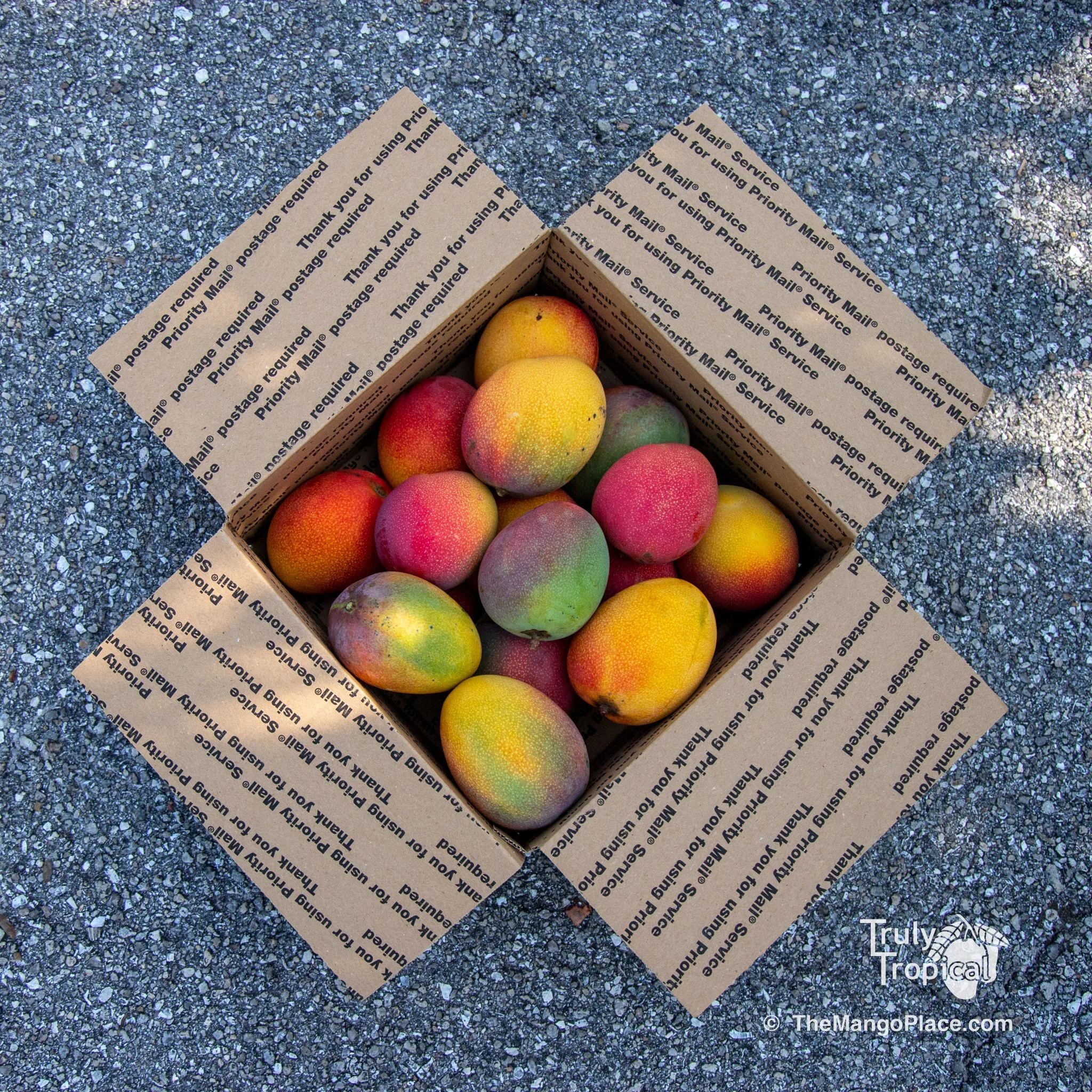 Shop — The Mango Place