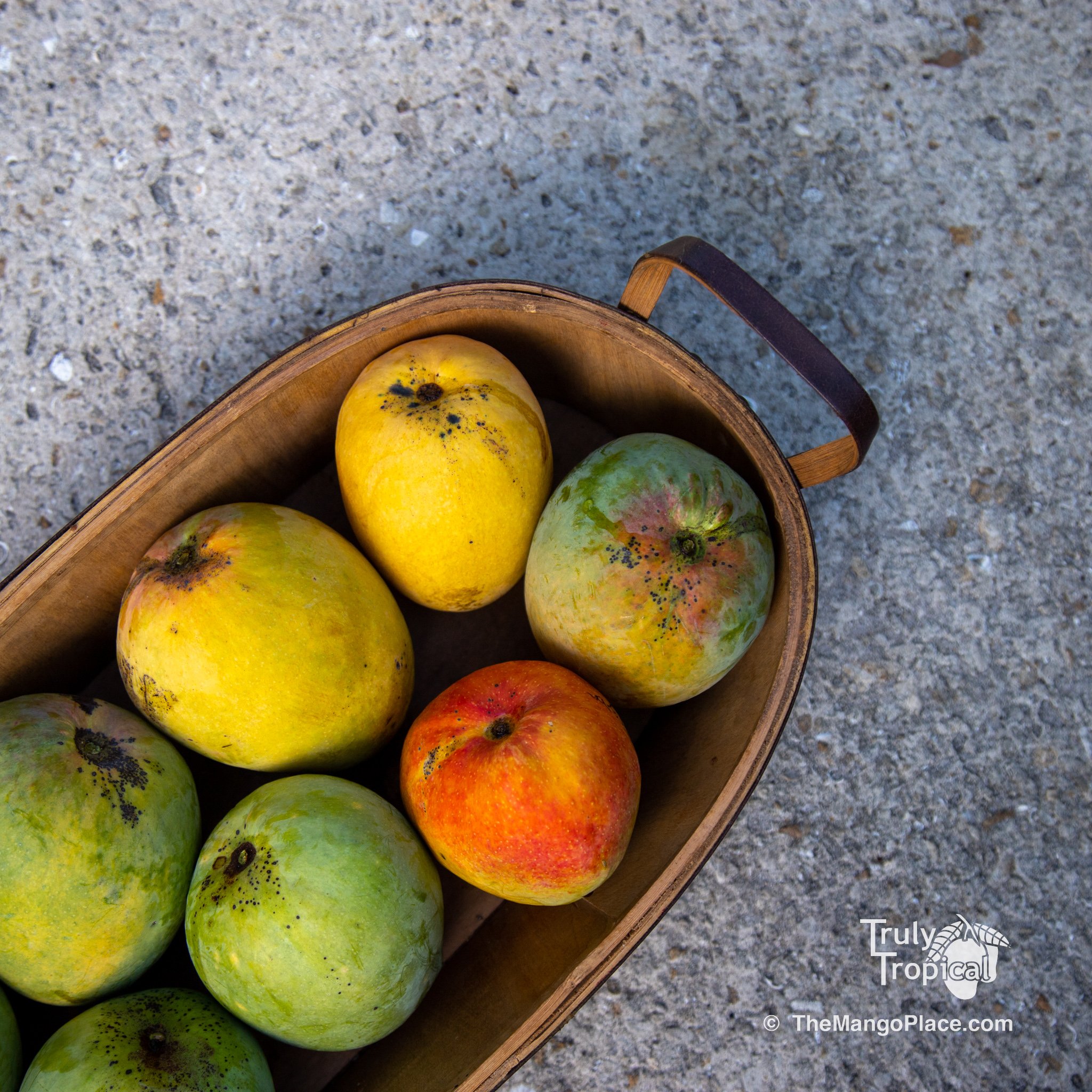 Shop — The Mango Place