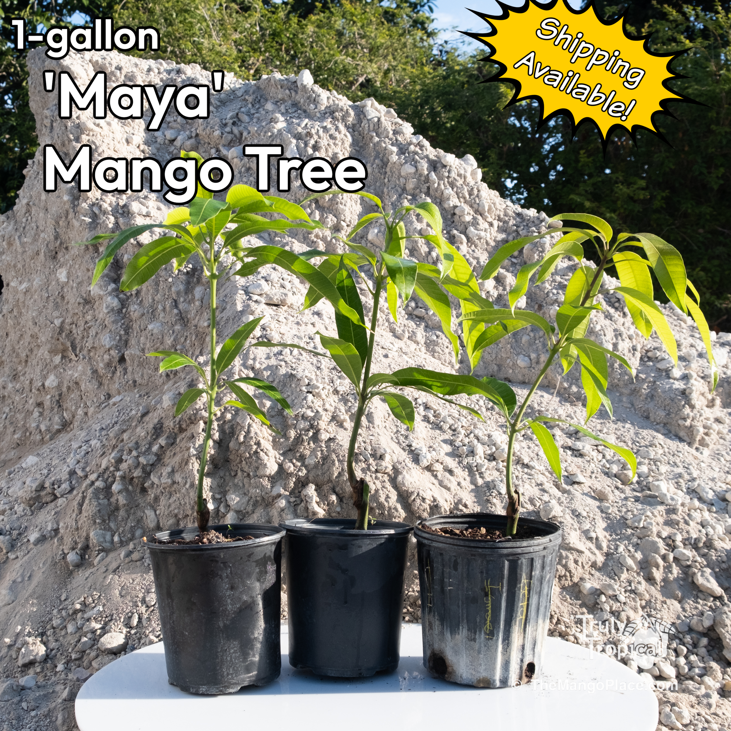 Shop — The Mango Place