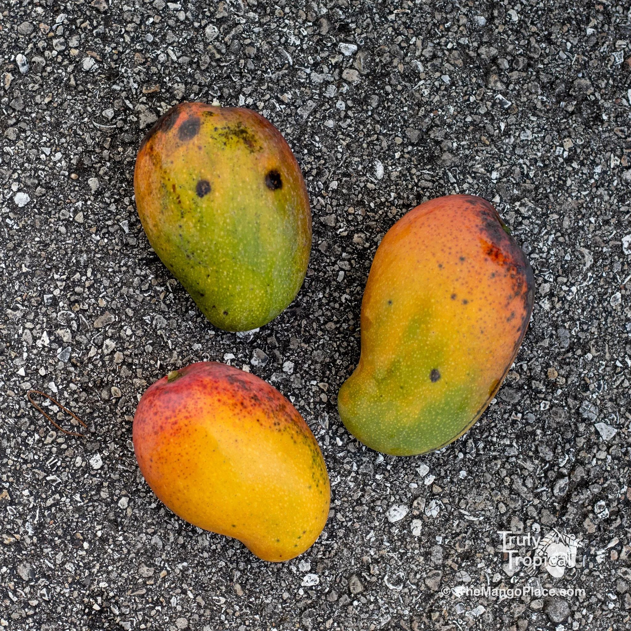 Shop — The Mango Place