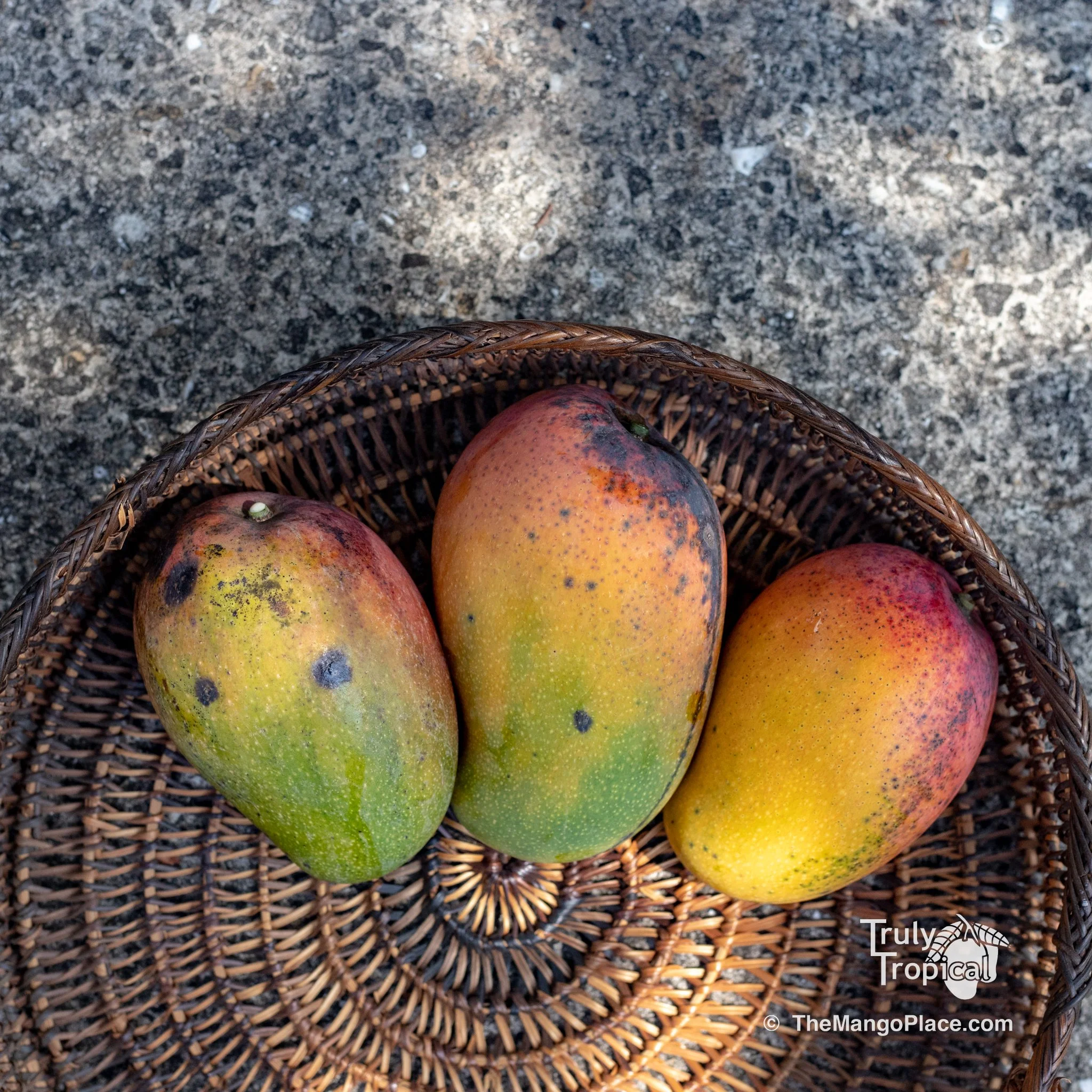 Shop — The Mango Place