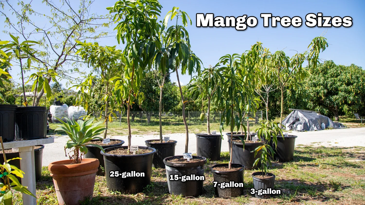 Mango Trees Make GREAT Gifts & Updated Inventory! — The Mango Place