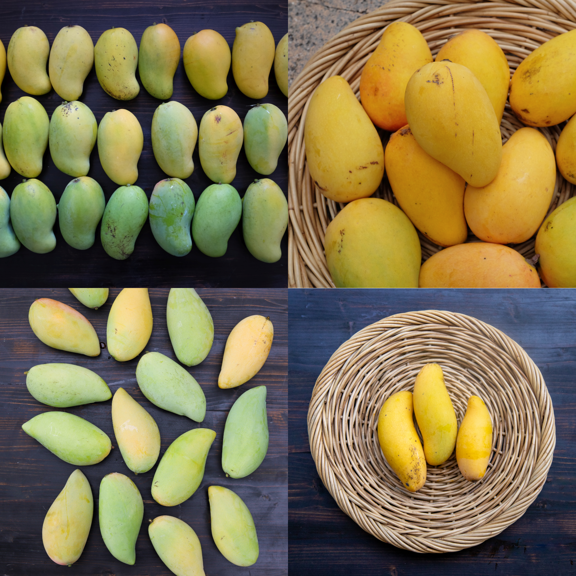 Shop — The Mango Place