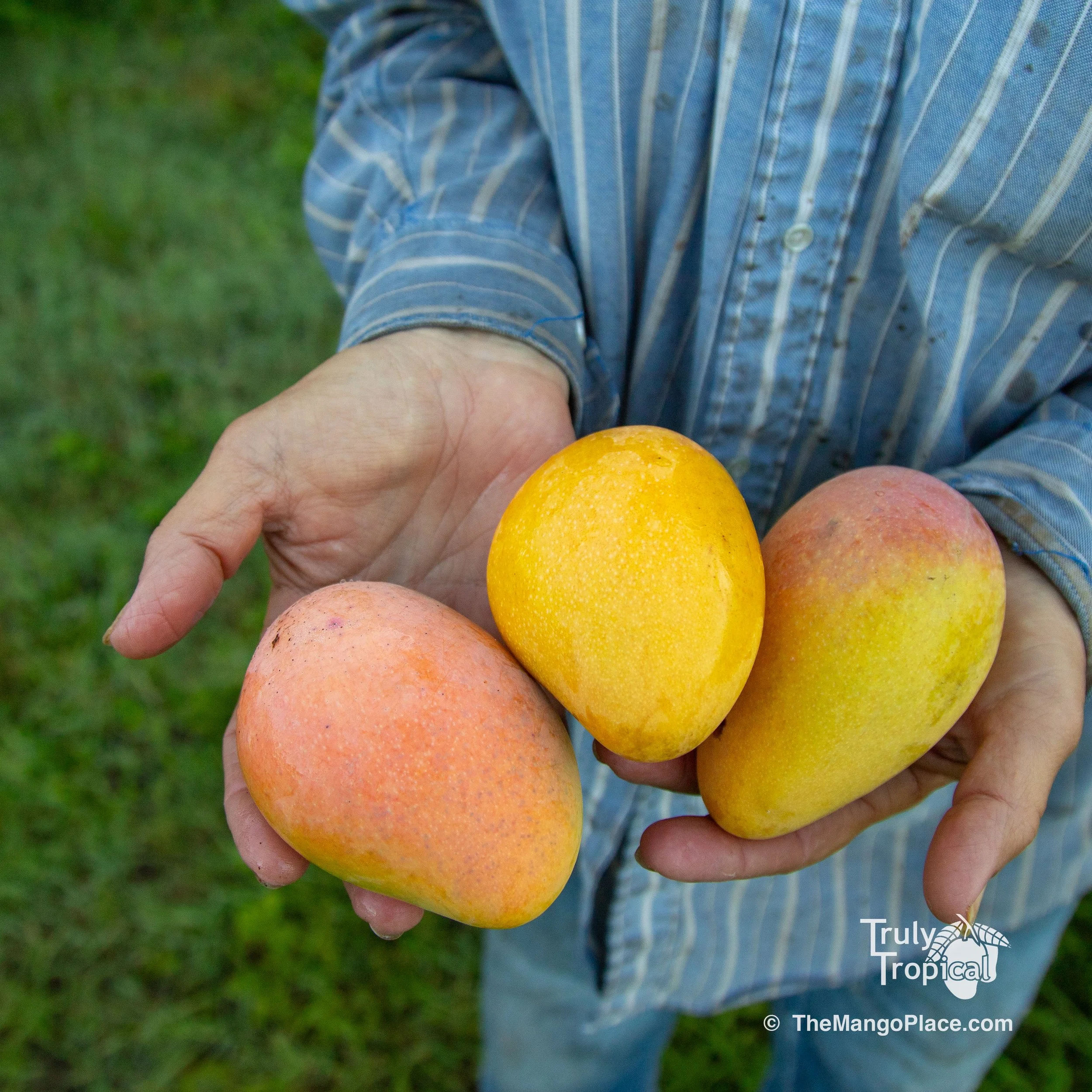 Shop — The Mango Place