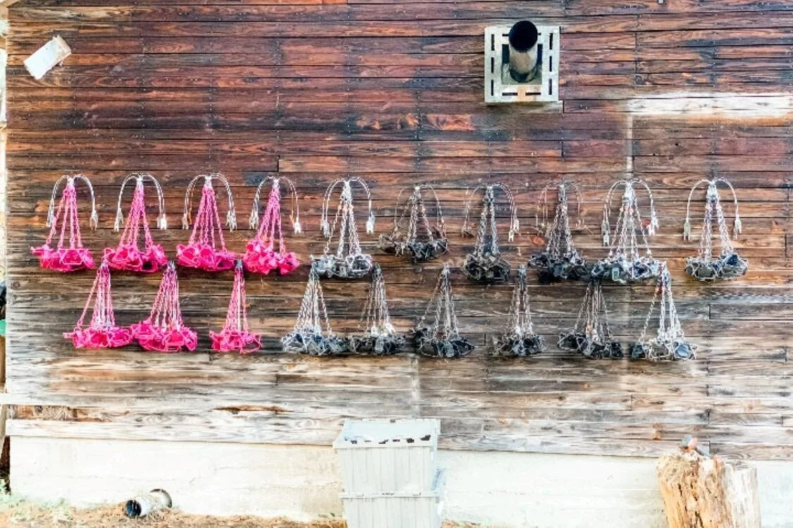 Why Spray Paint is the Key to my Success on my K9 Trapline — Reel Camo Girl