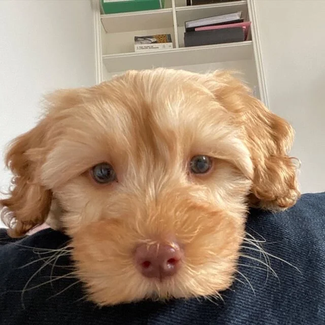 Downloads — Kirby Dog Training