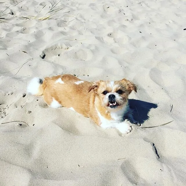 Downloads — Kirby Dog Training